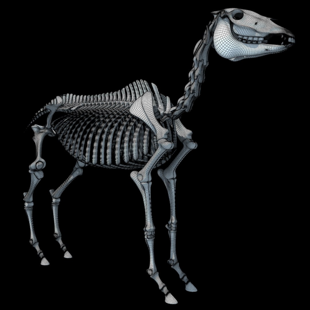 3d Model Horse Skeleton