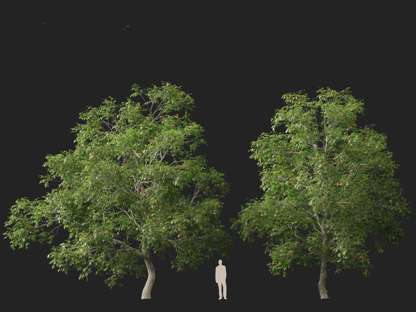 Carya Ovata - Shagbark Hickory 3D Model - TurboSquid 2213376