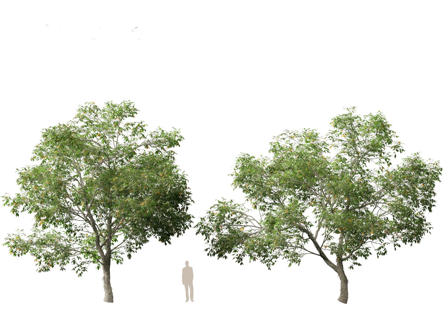 Carya Ovata - Shagbark Hickory 3D Model - TurboSquid 2213376