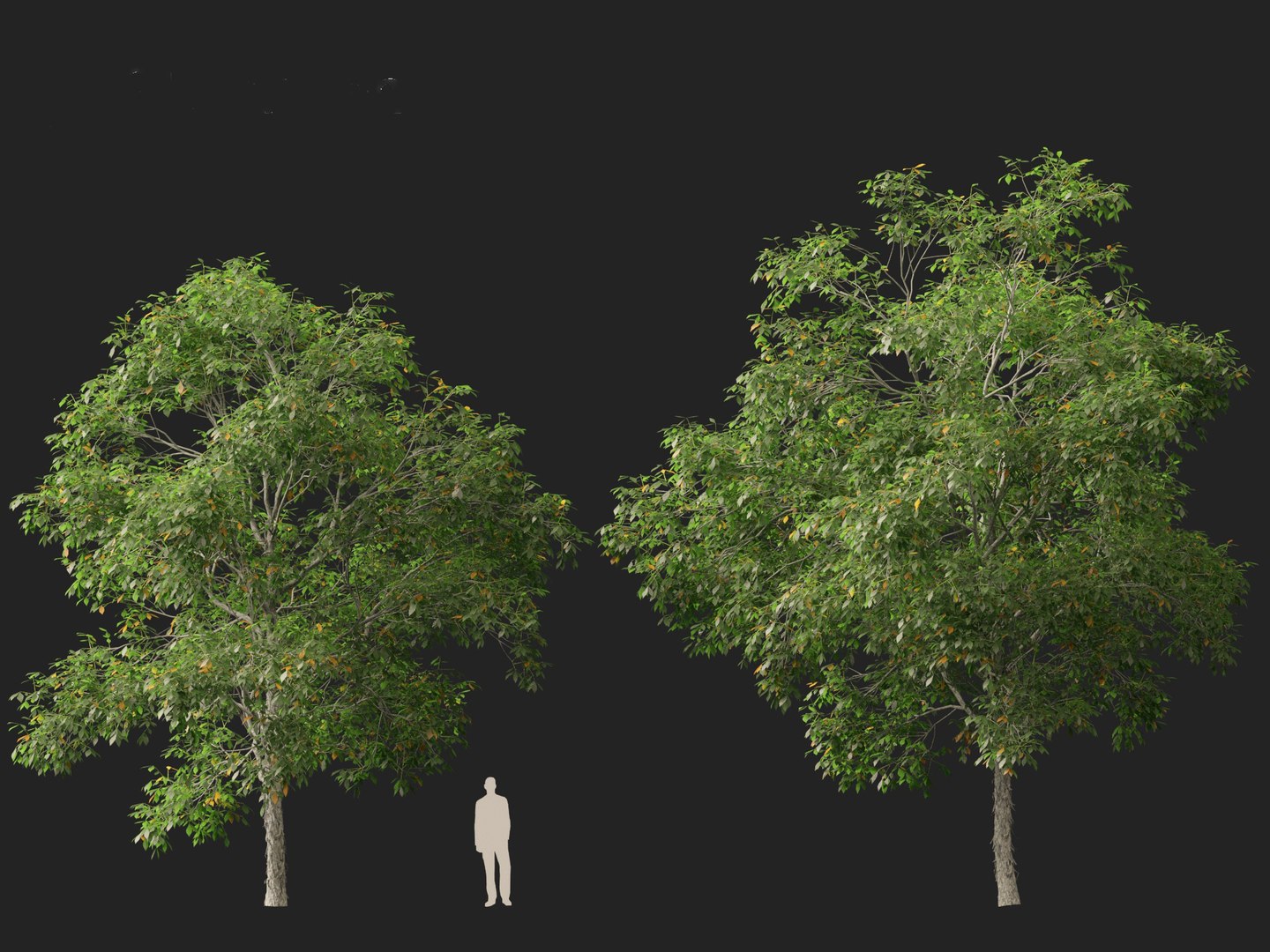 Carya Ovata - Shagbark Hickory 3D Model - TurboSquid 2213376