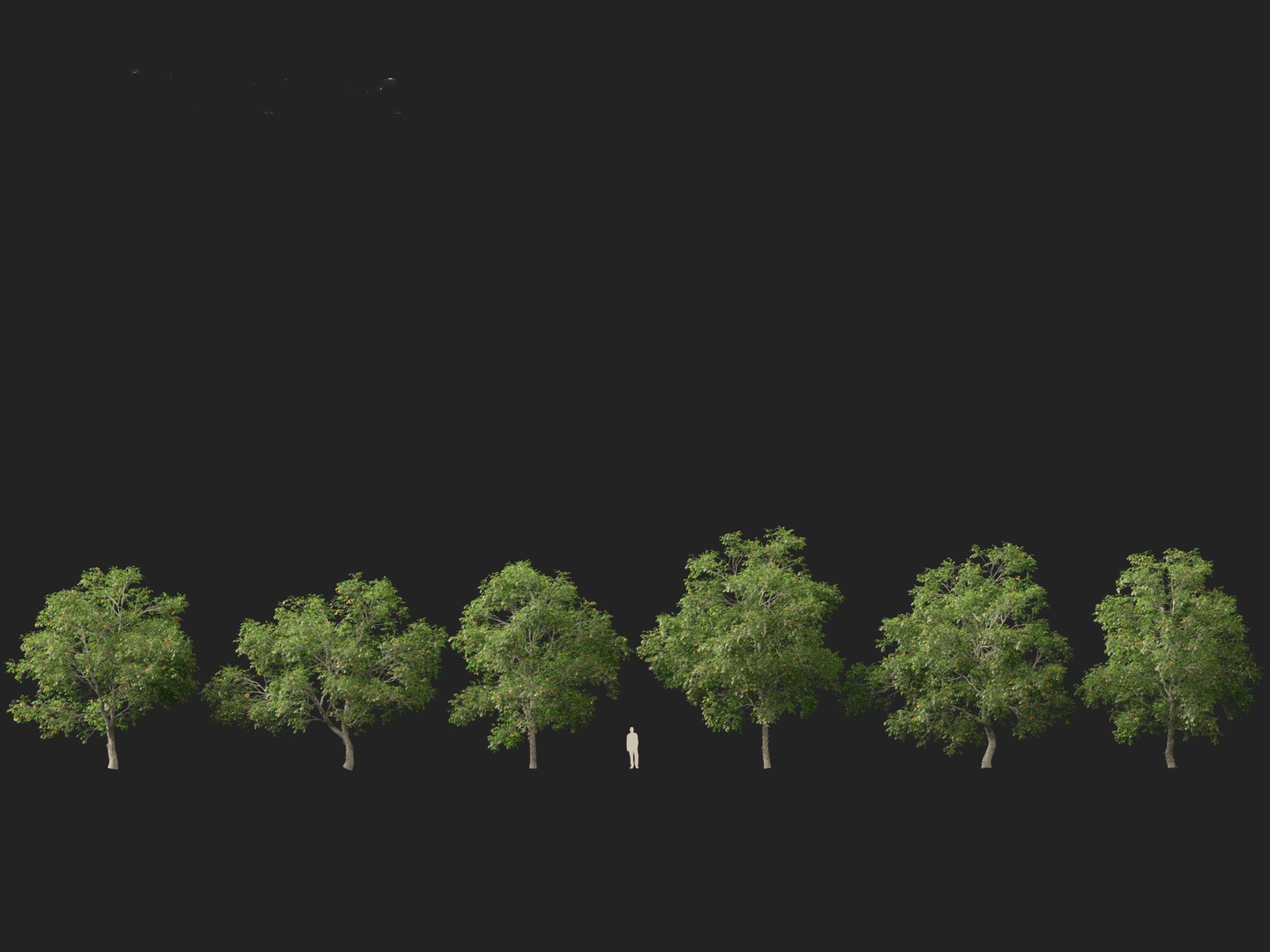 Carya Ovata - Shagbark Hickory 3D Model - TurboSquid 2213376