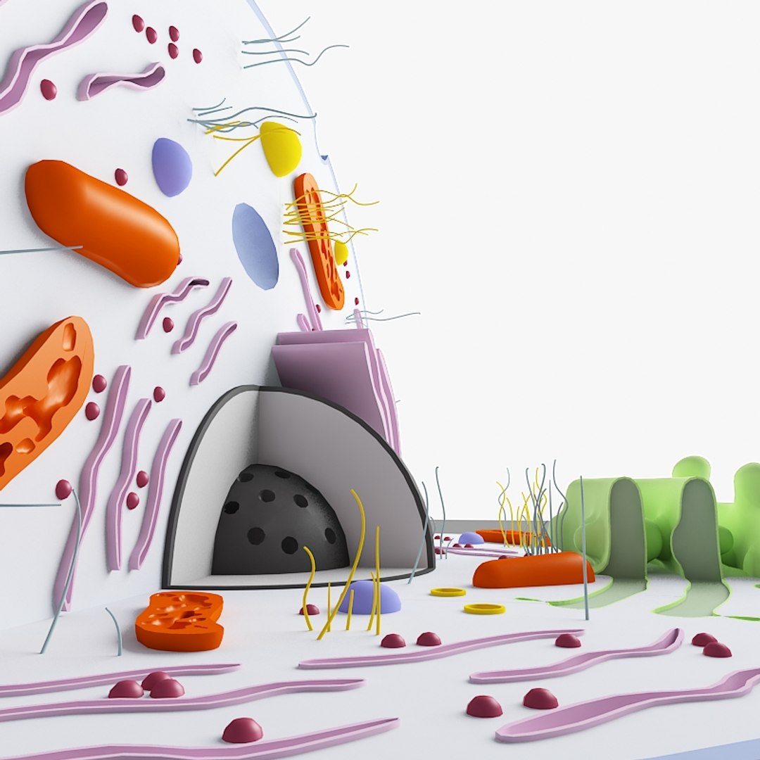 3d 3ds Biological Cell