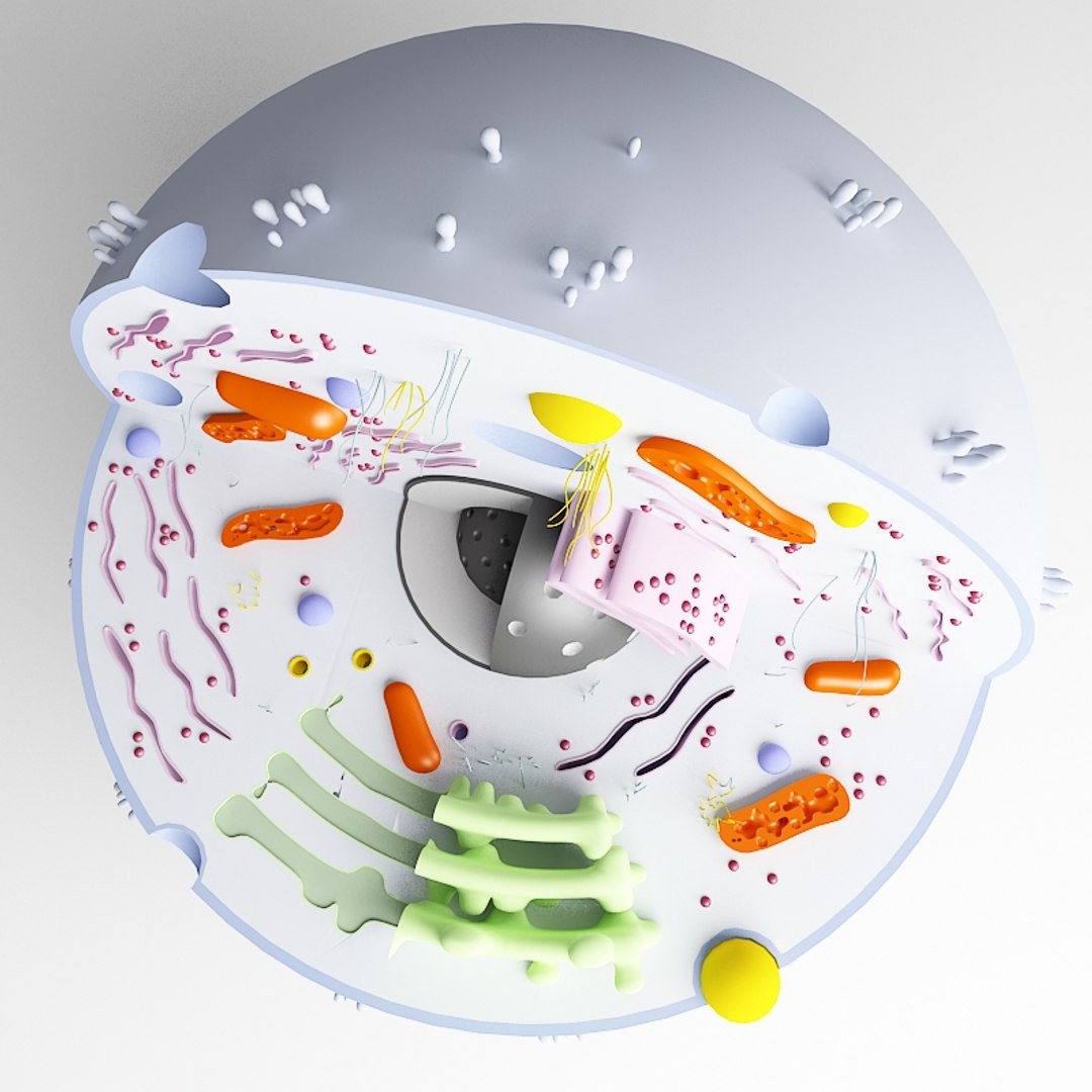 3d 3ds Biological Cell