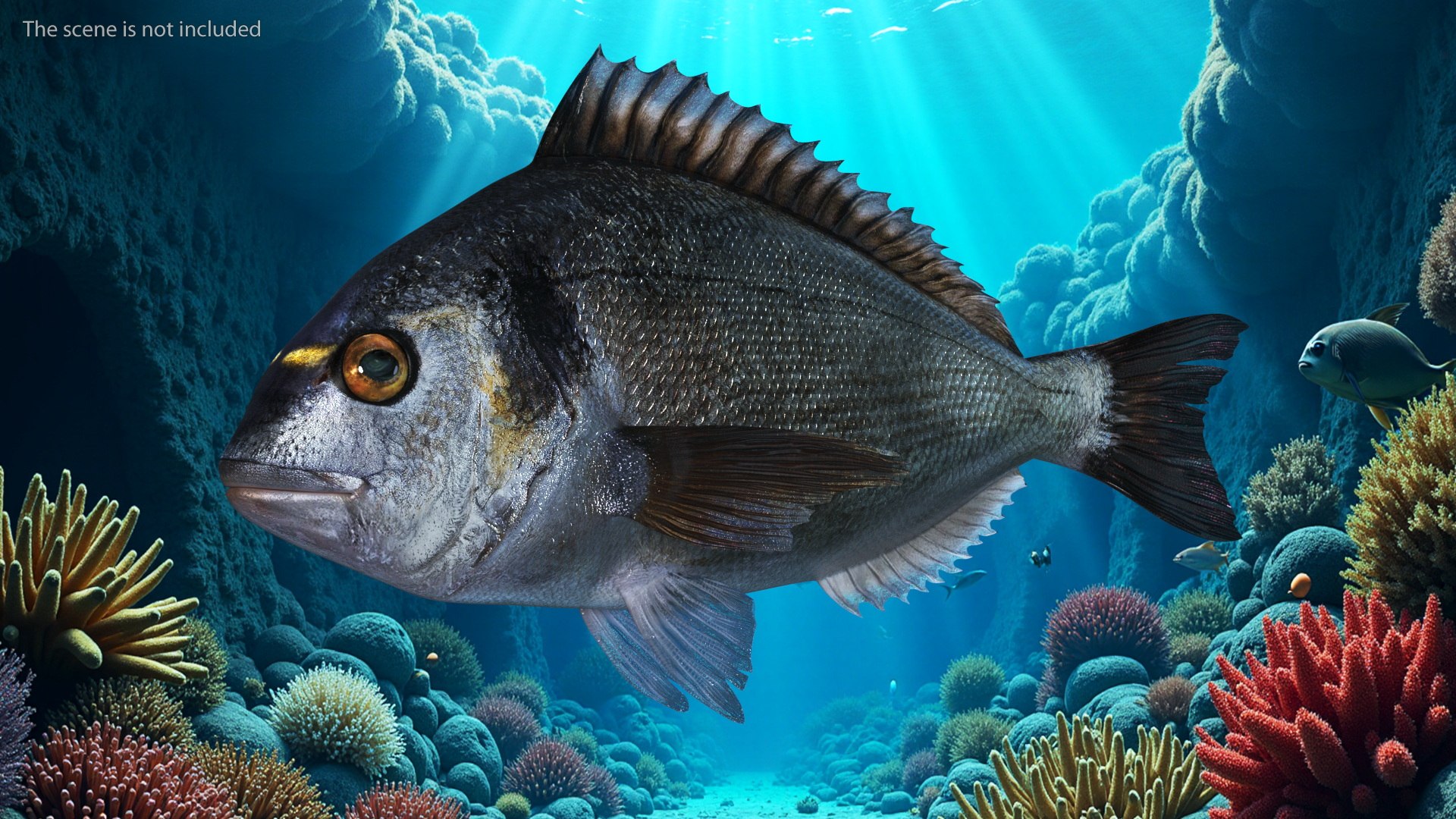 3D Dorada Fish Rigged For Maya - TurboSquid 2453903