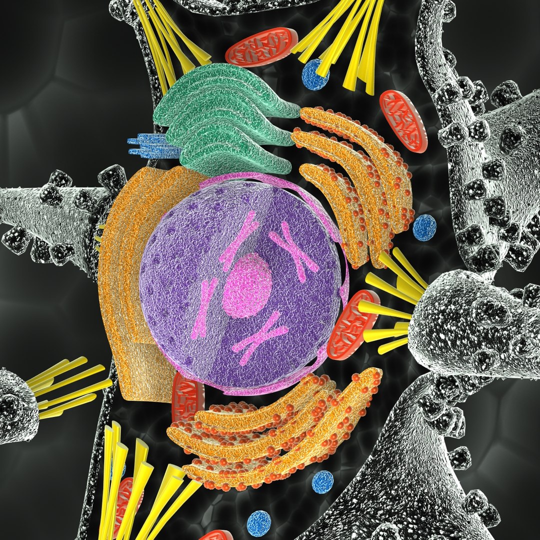 3d Model Neuron Cell