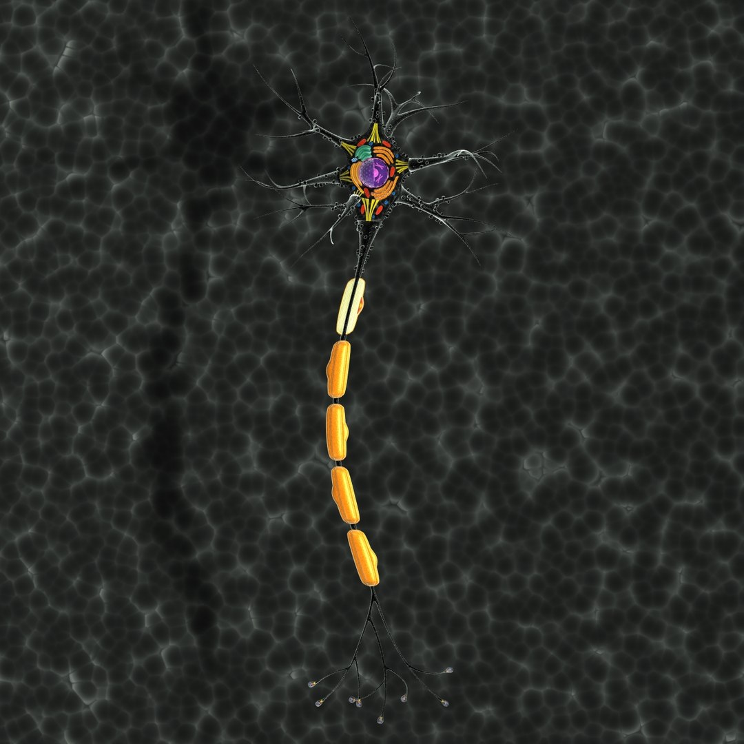 3d Model Neuron Cell