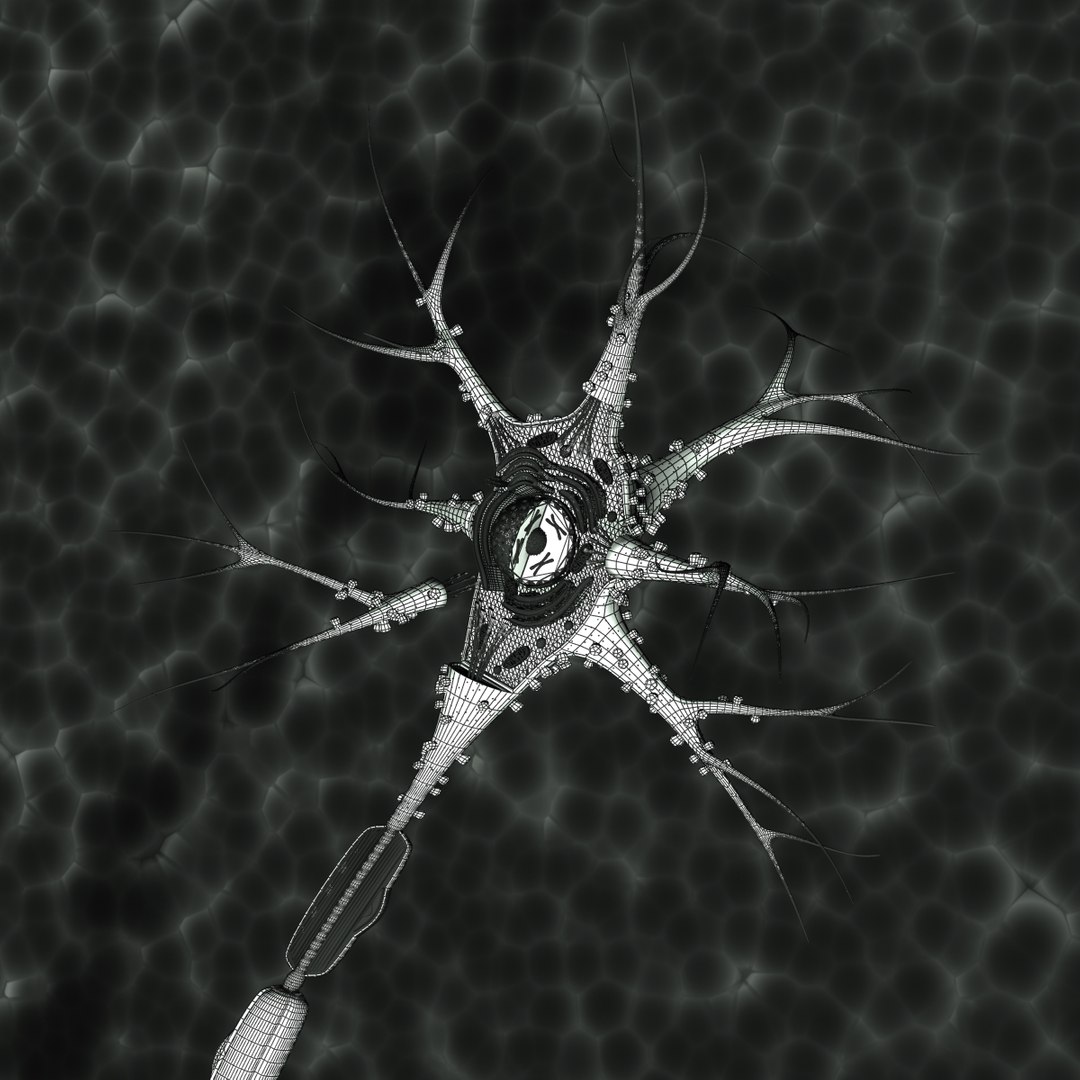 3d Model Neuron Cell
