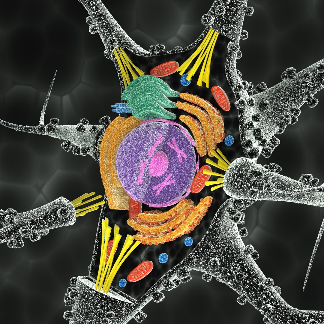 3d Model Neuron Cell