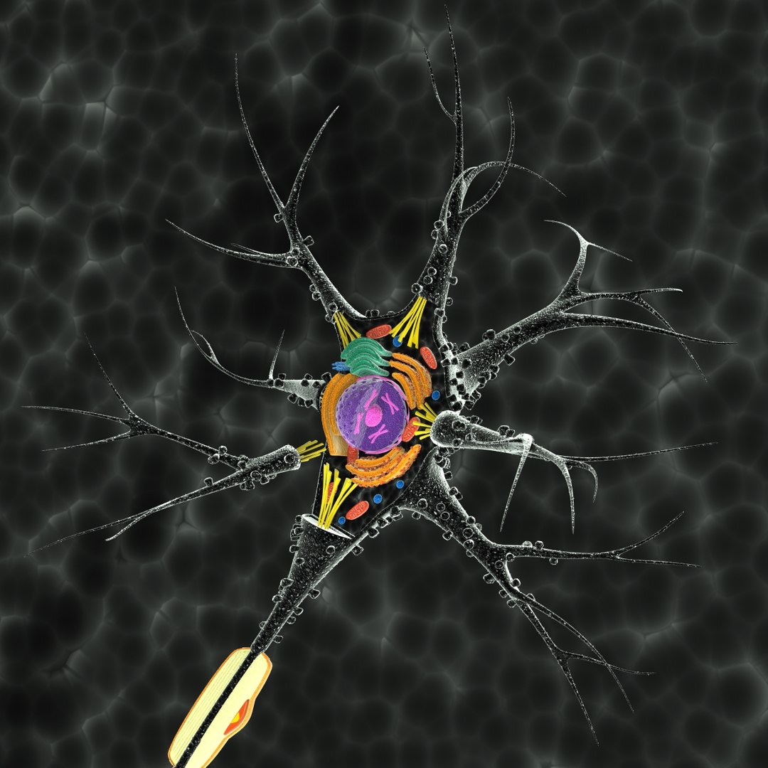 3d Model Neuron Cell