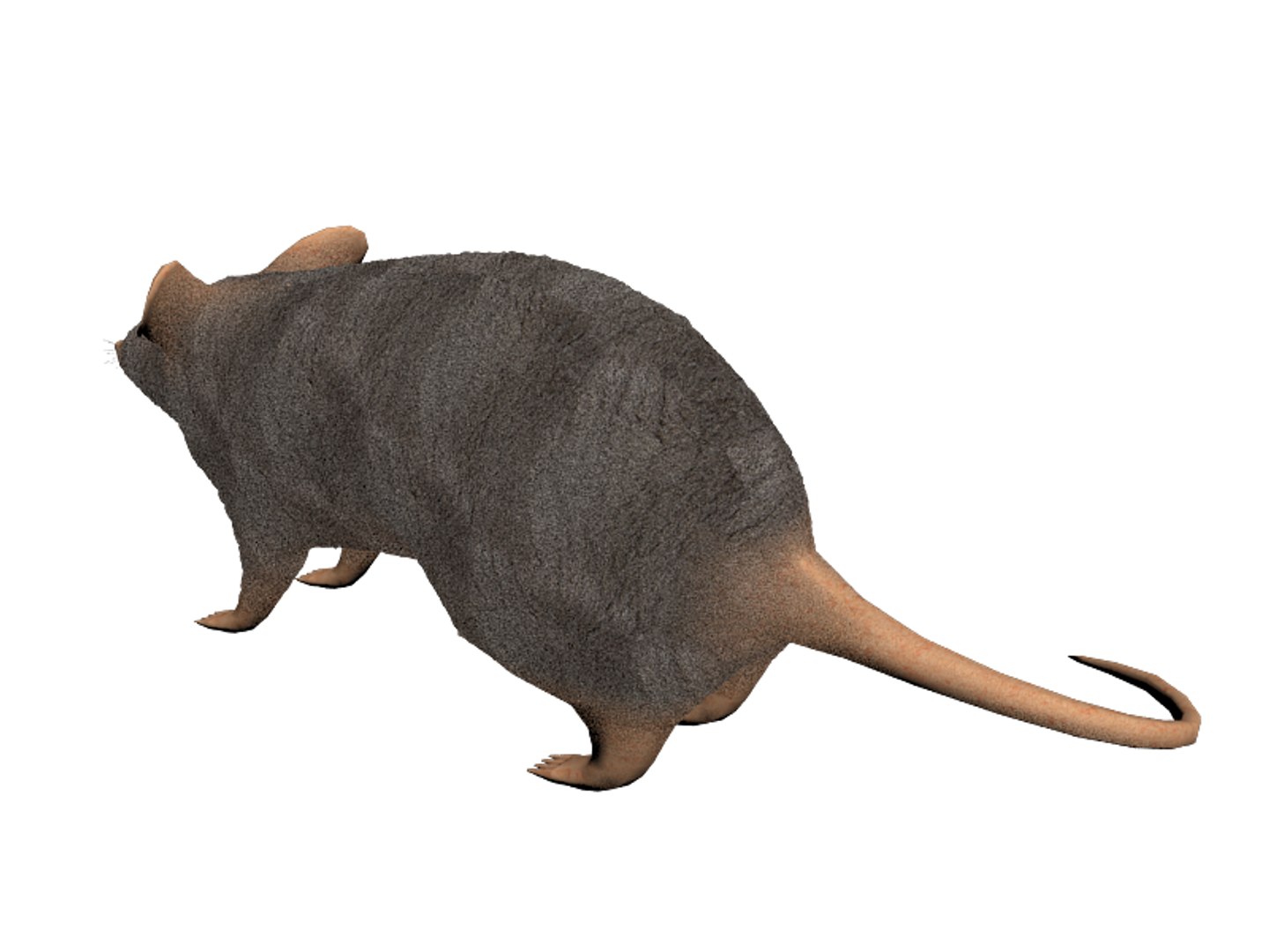 3d Rat