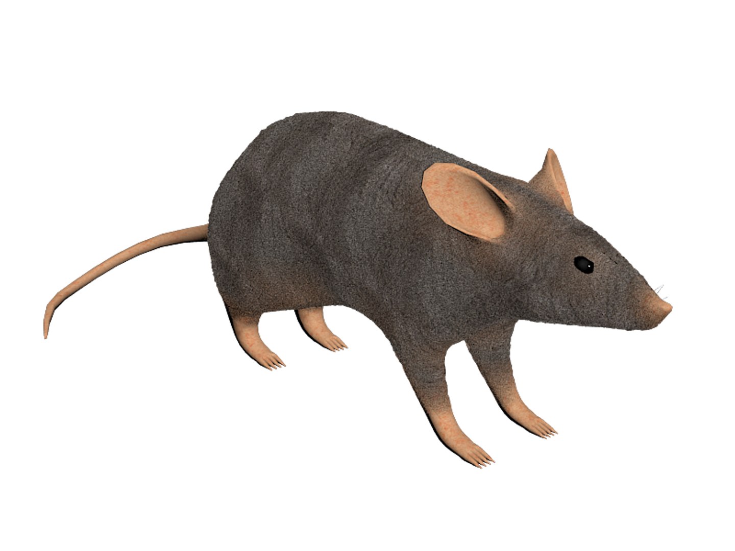 3d Rat