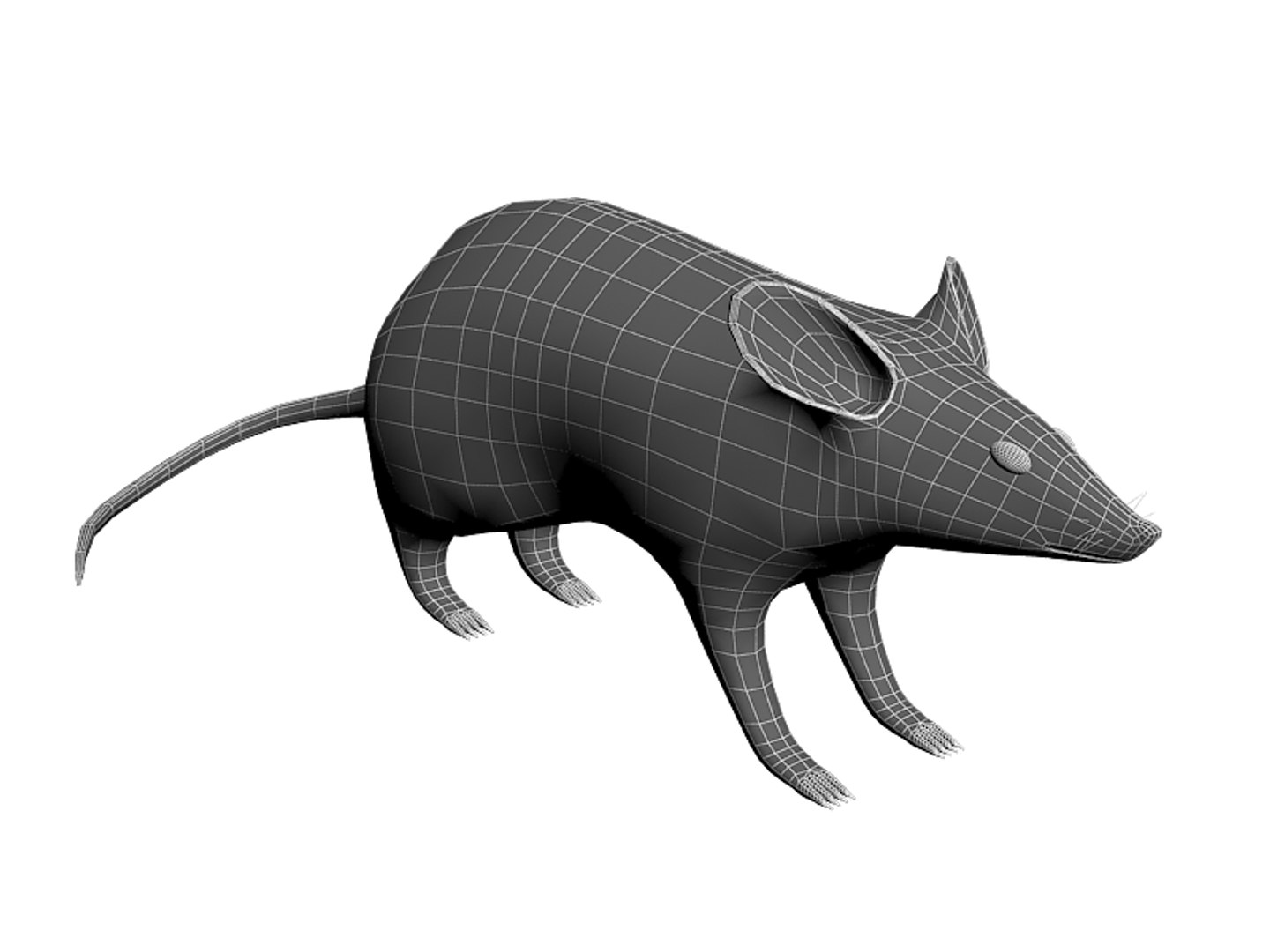 3d Rat