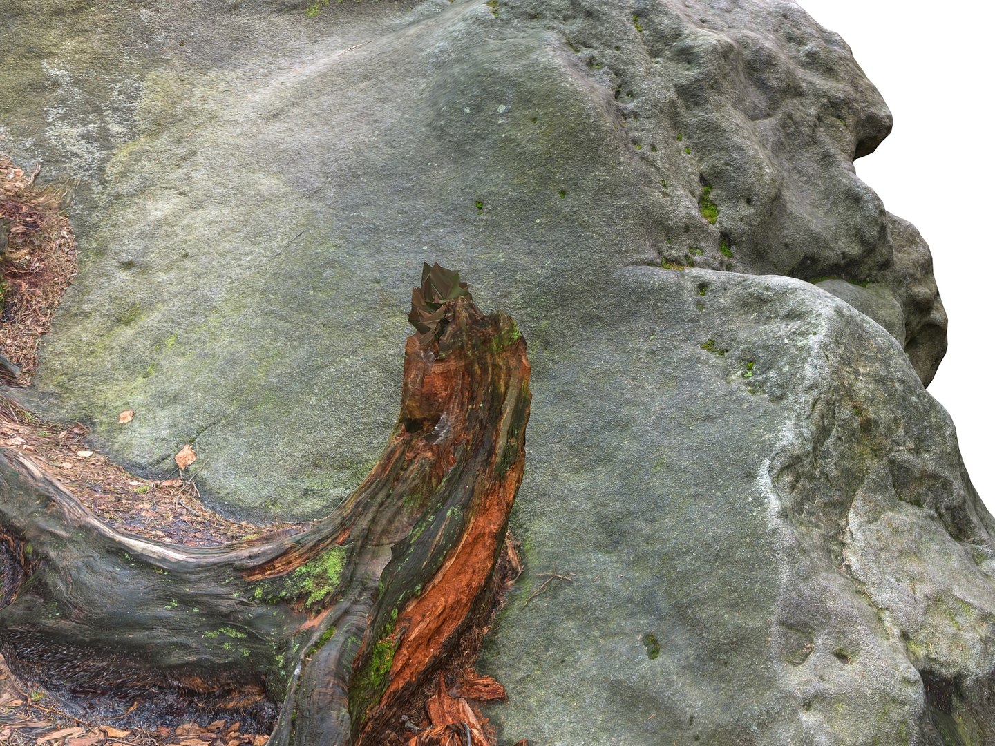 Forest Rock Cliff 16k 3D - TurboSquid 1176759