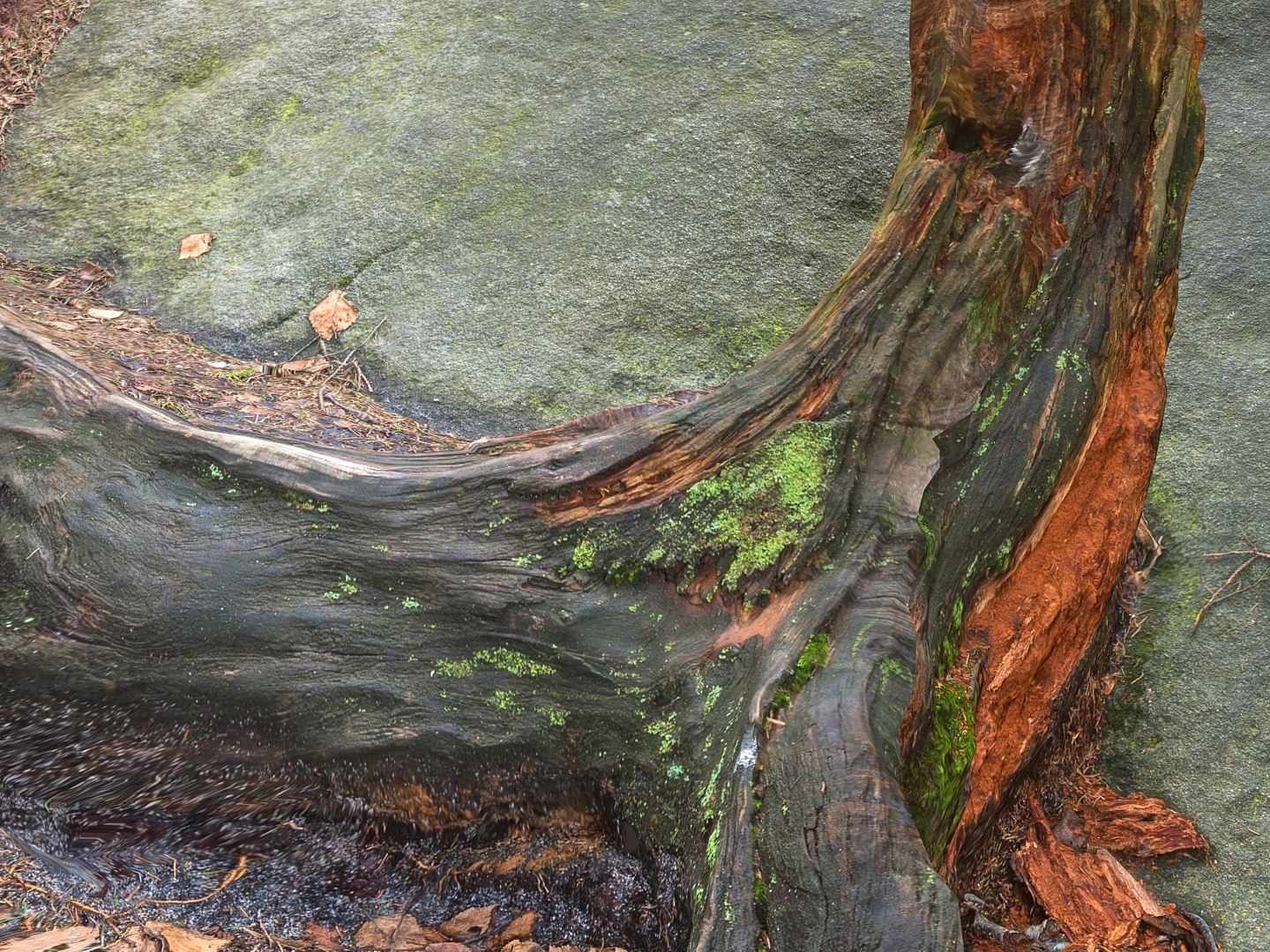 Forest Rock Cliff 16k 3D - TurboSquid 1176759