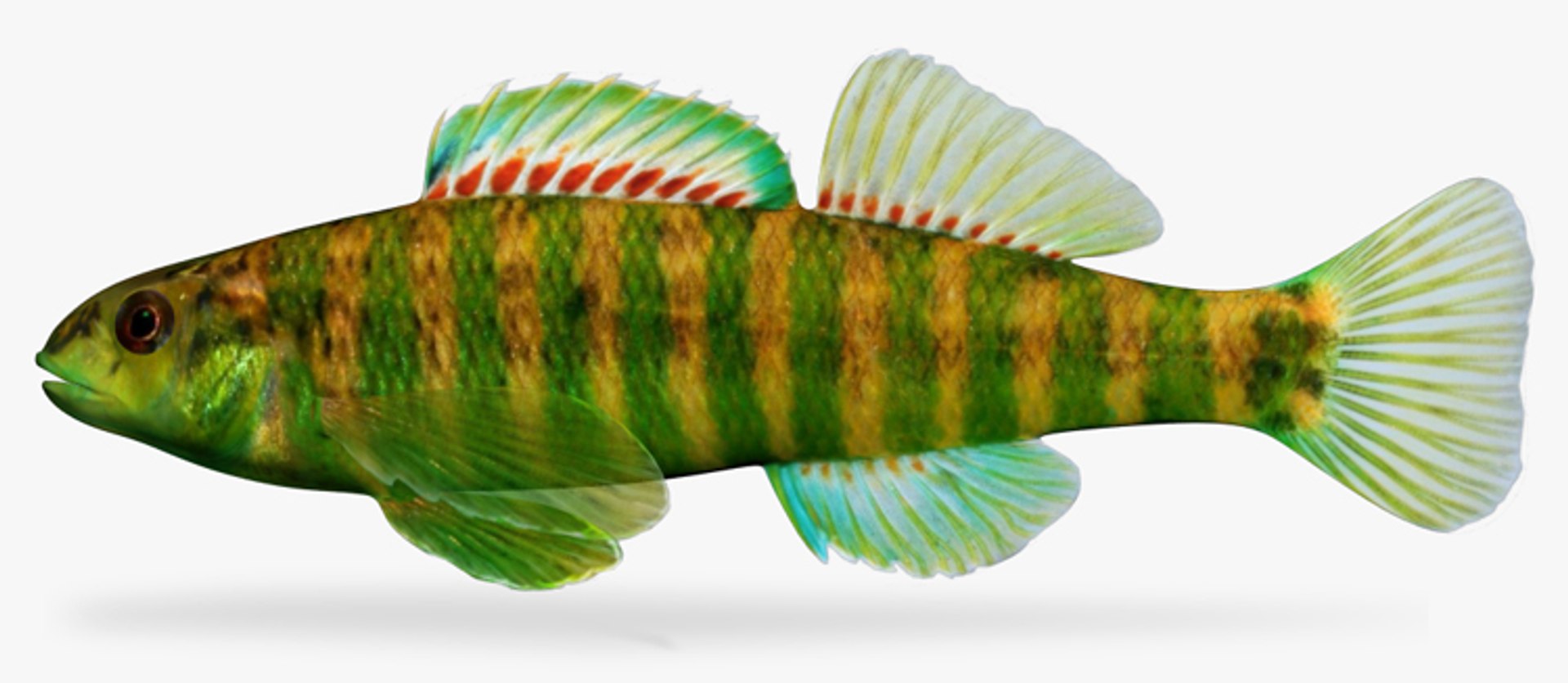 Banded Darter