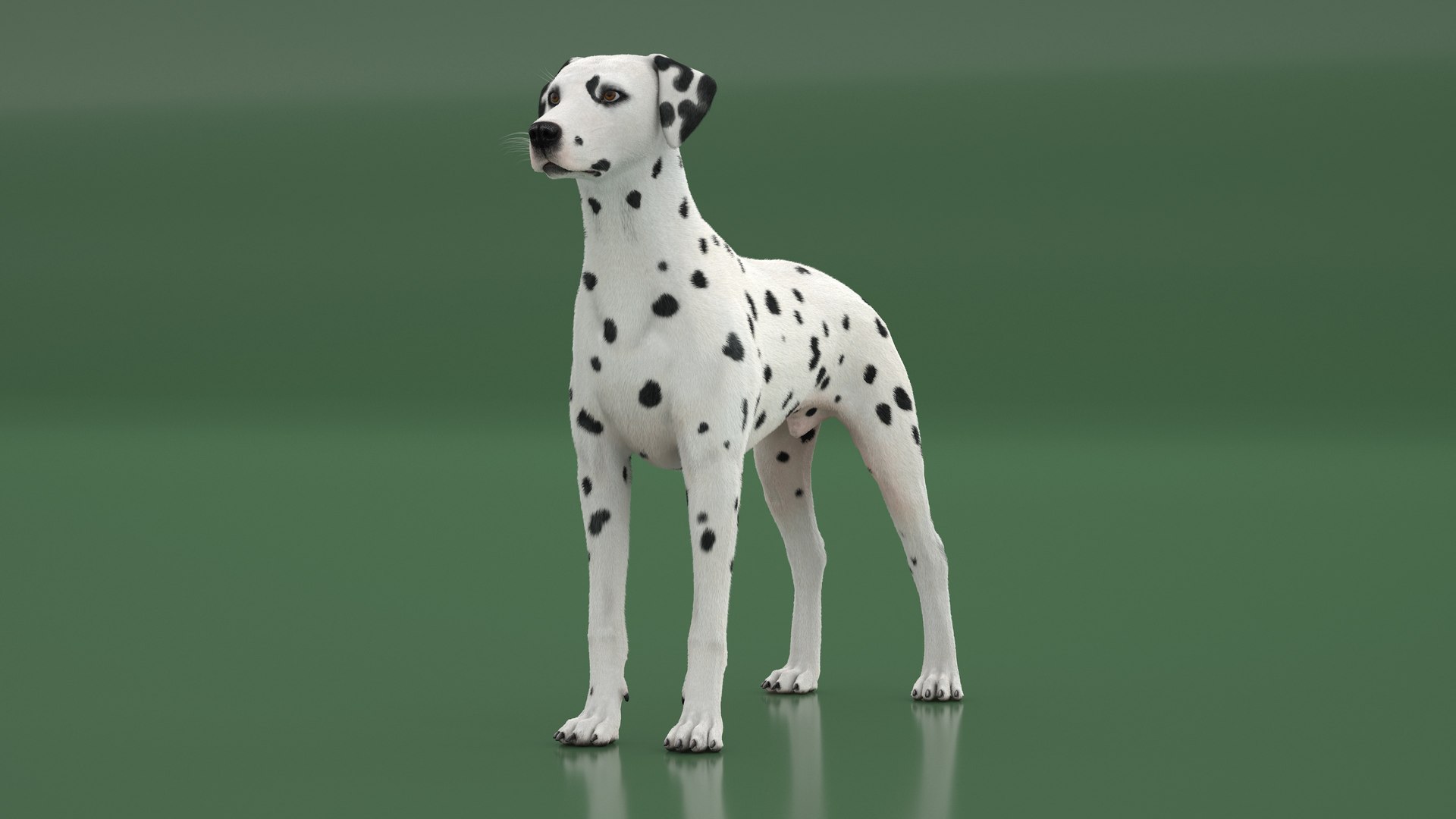 Spotted Dalmatian Dog Fur 3D - TurboSquid 2234982
