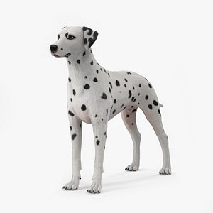 Dog 3D Models for Download | TurboSquid