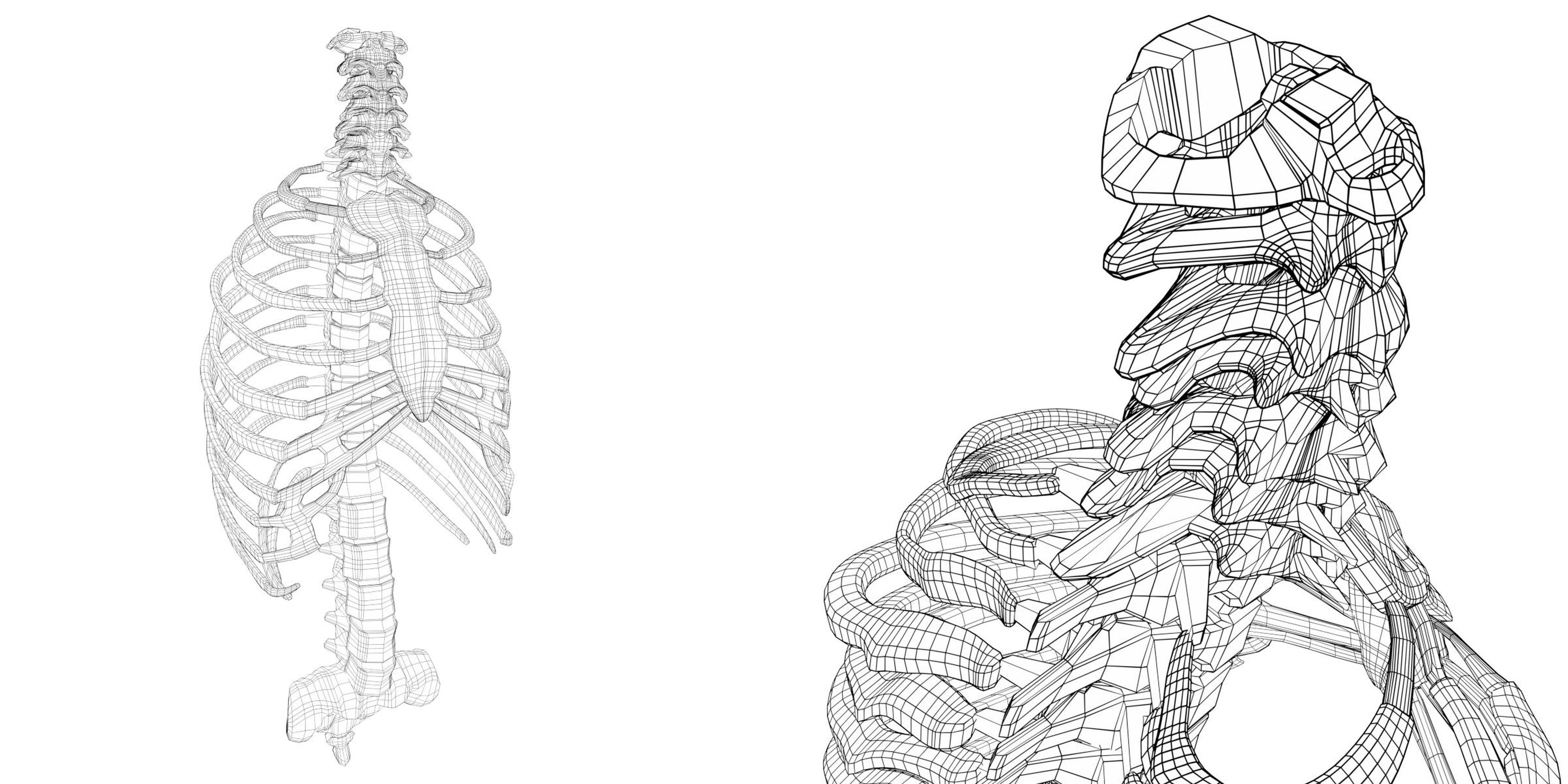 3D torso rib cage bones - TurboSquid 1176753