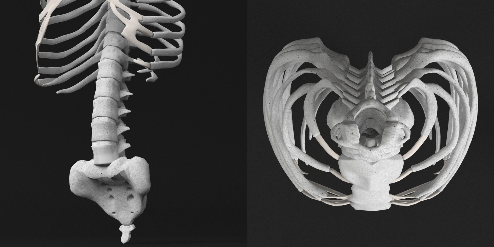 3D Torso Rib Cage Bones - TurboSquid 1176753