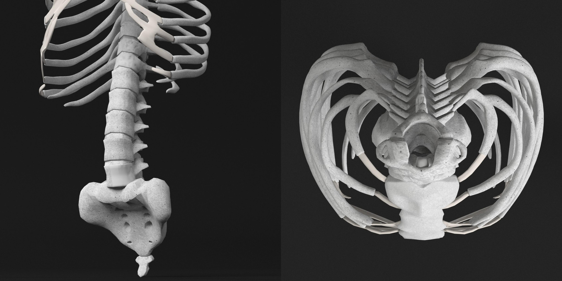 3D torso rib cage bones - TurboSquid 1176753