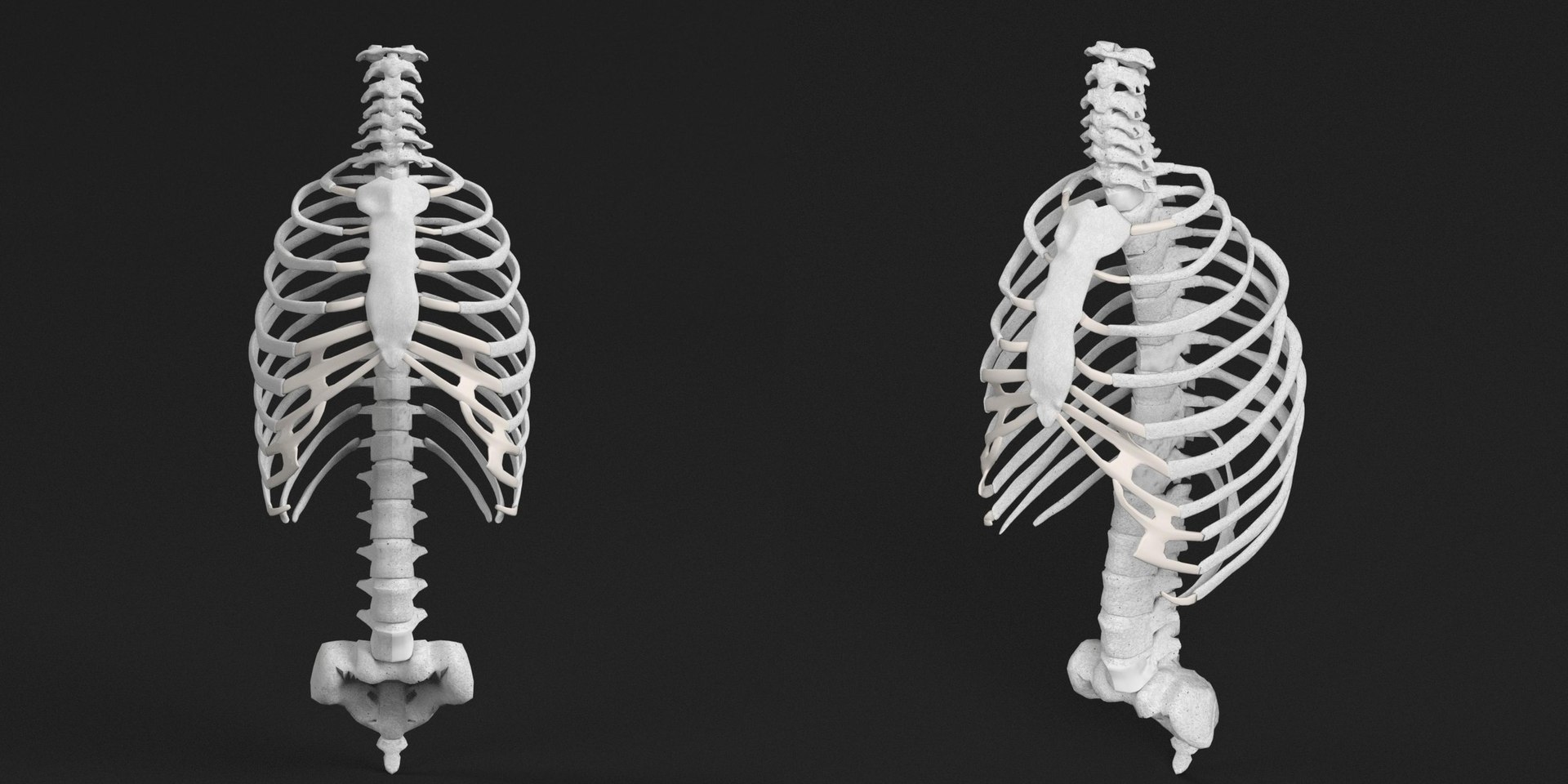 3D Torso Rib Cage Bones - TurboSquid 1176753