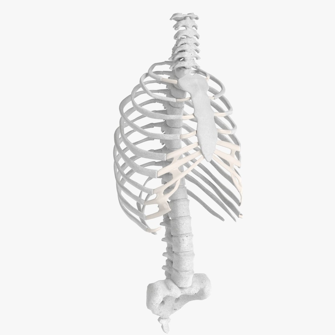 3D Torso Rib Cage Bones - TurboSquid 1176753