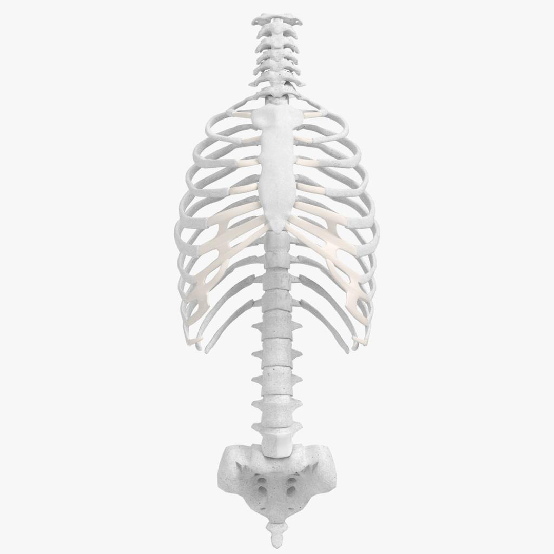 3D Torso Rib Cage Bones - TurboSquid 1176753