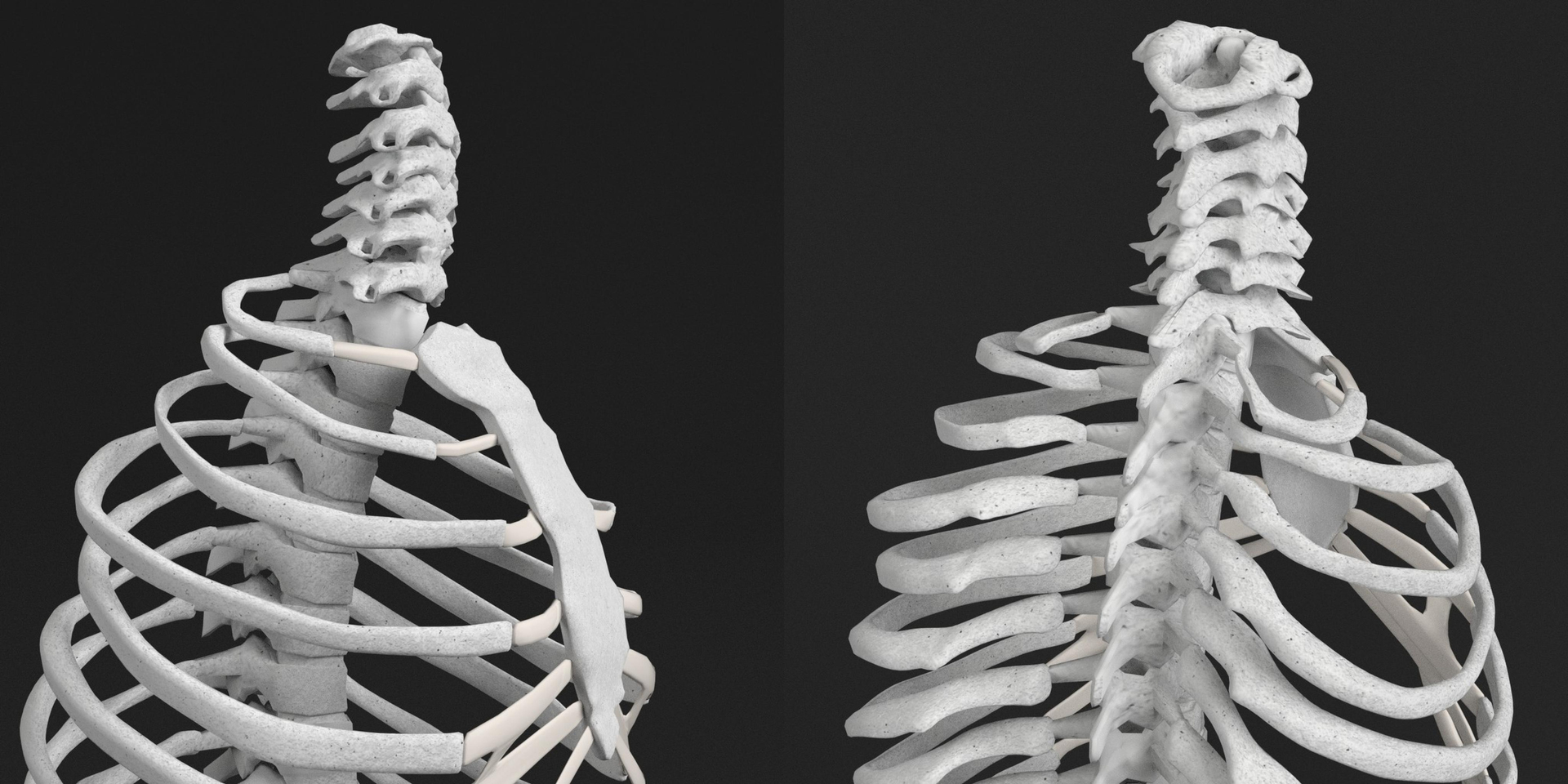 3D torso rib cage bones - TurboSquid 1176753