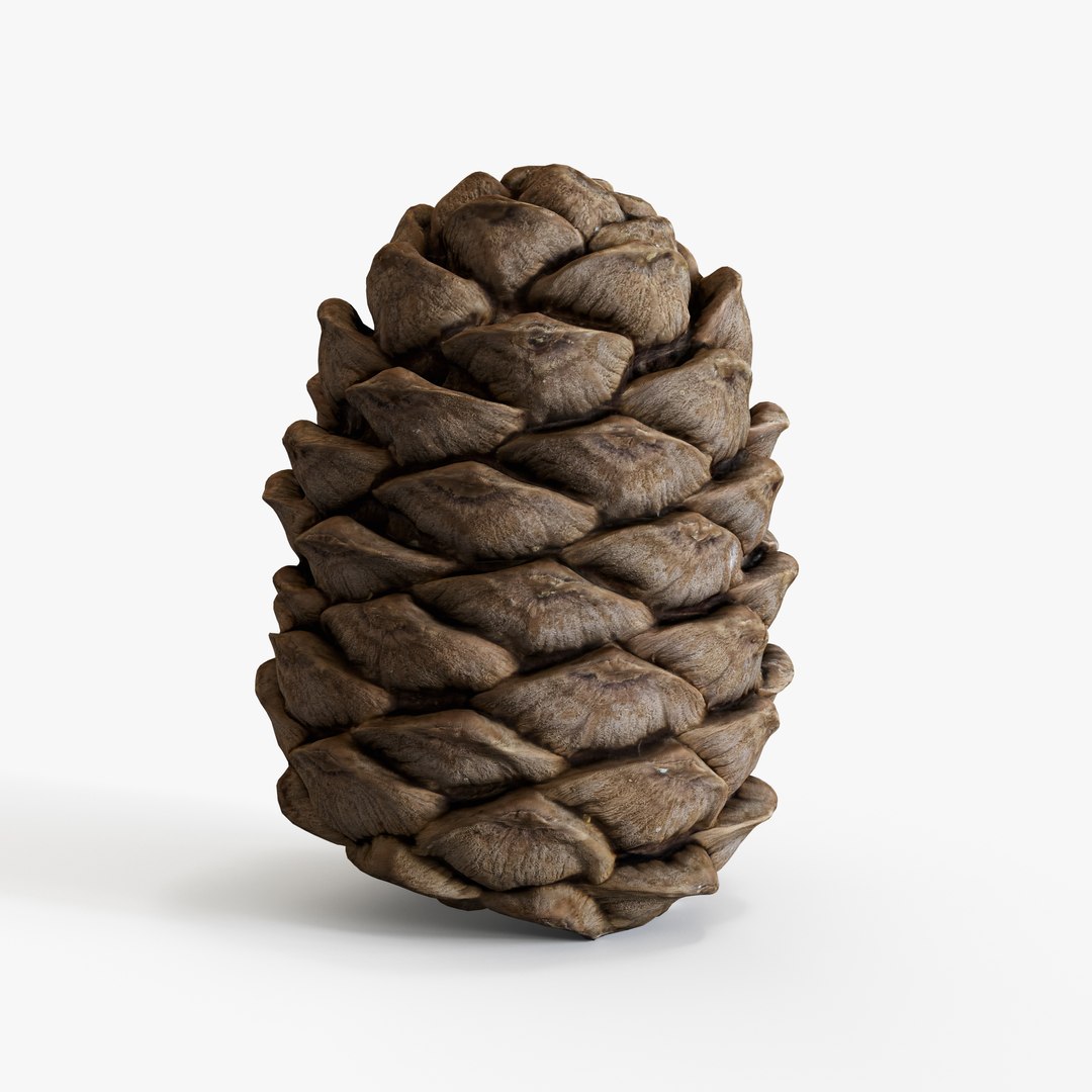 Cone cedar 3D - TurboSquid 1712816