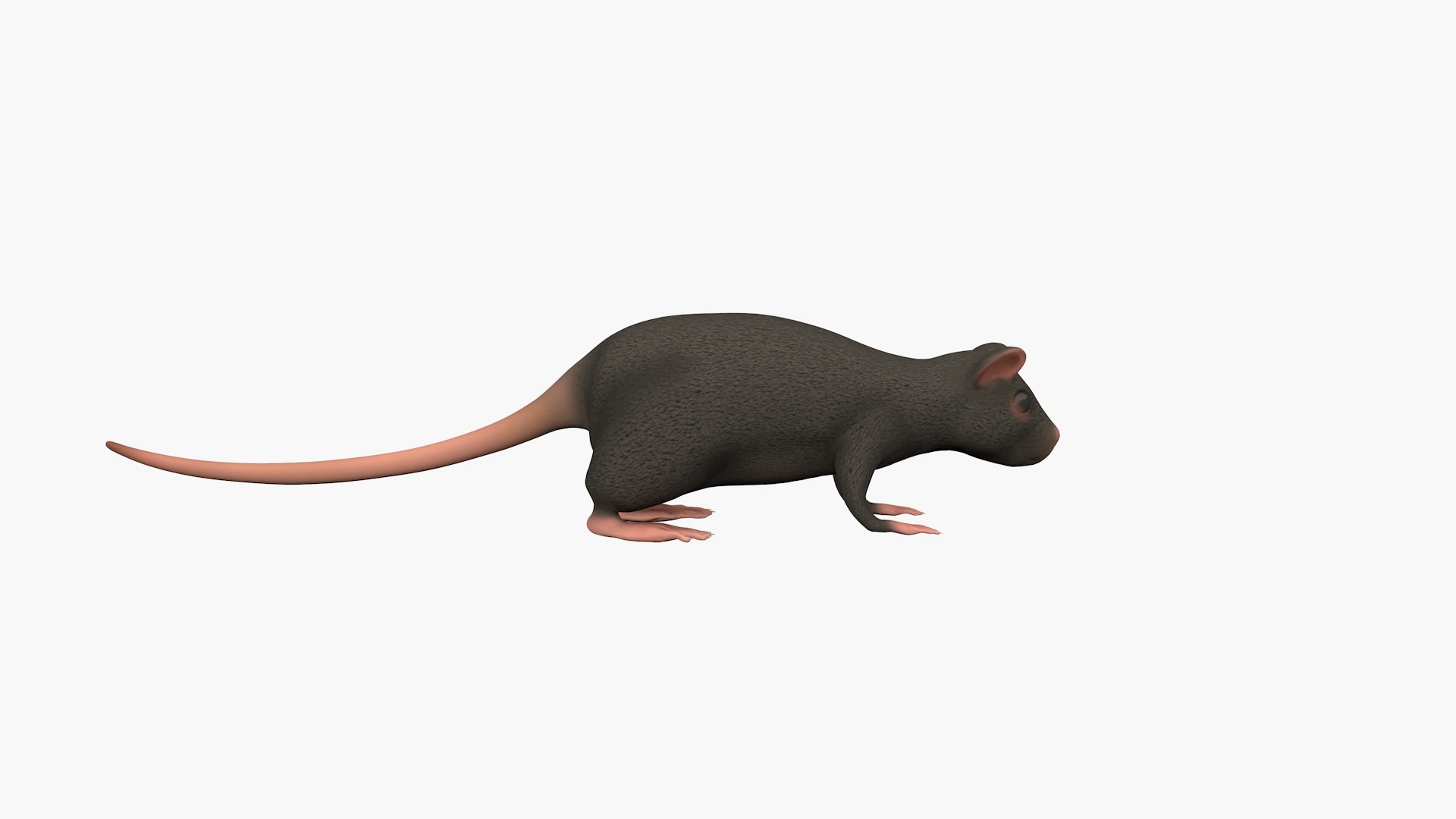 Rat 3D Model - TurboSquid 2404577