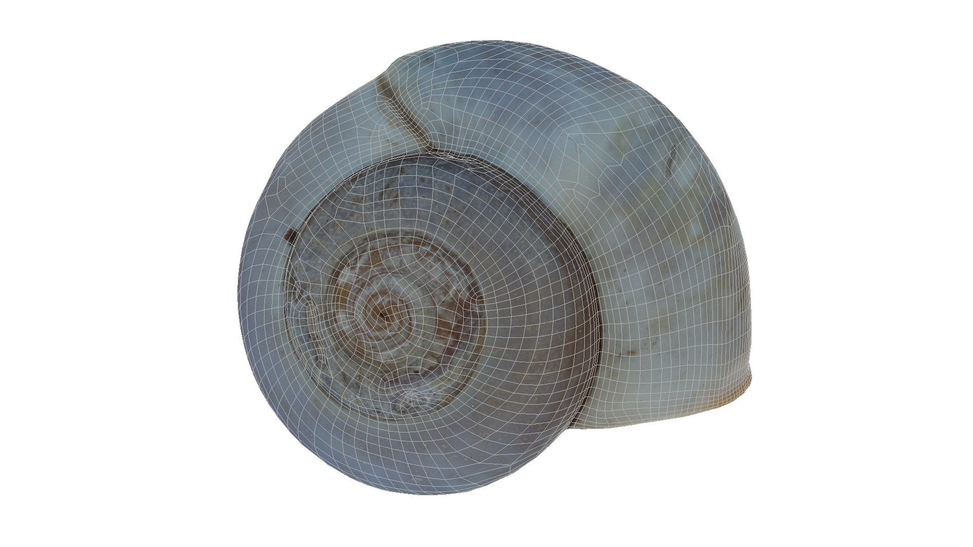 Sea Snail Shell 2 3D - TurboSquid 1802750