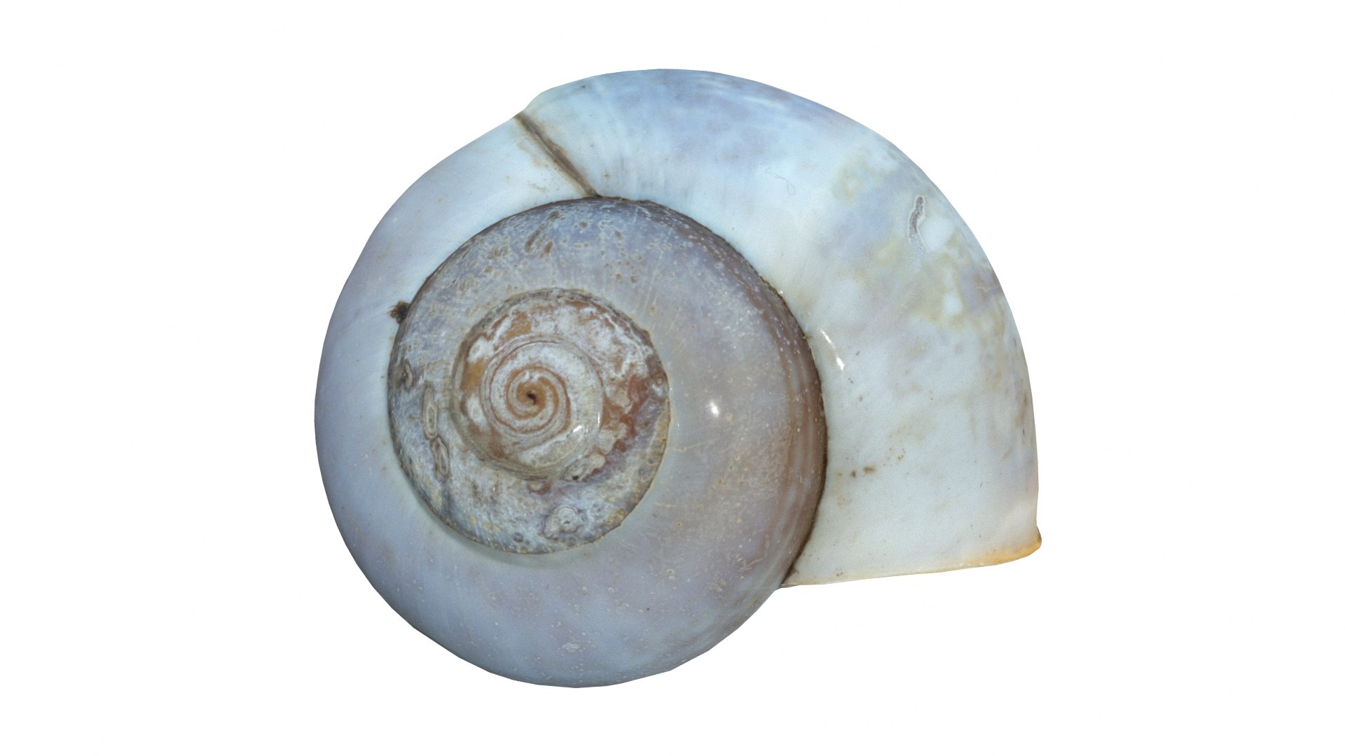 Sea Snail Shell 2 3D - TurboSquid 1802750