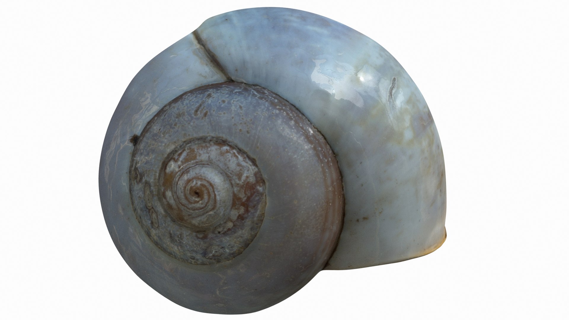 Sea Snail Shell 2 3D - TurboSquid 1802750