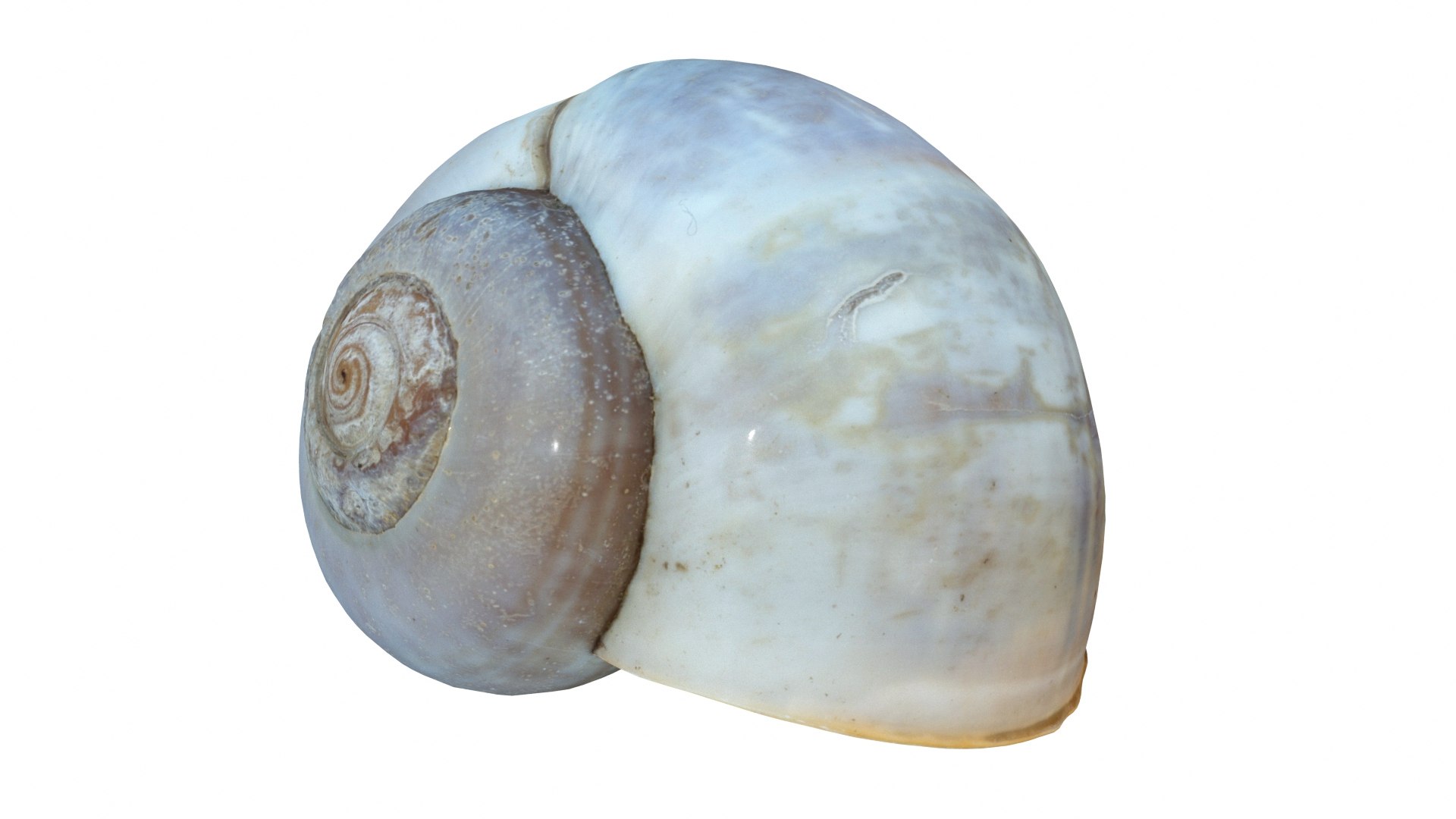Sea Snail Shell 2 3D - TurboSquid 1802750