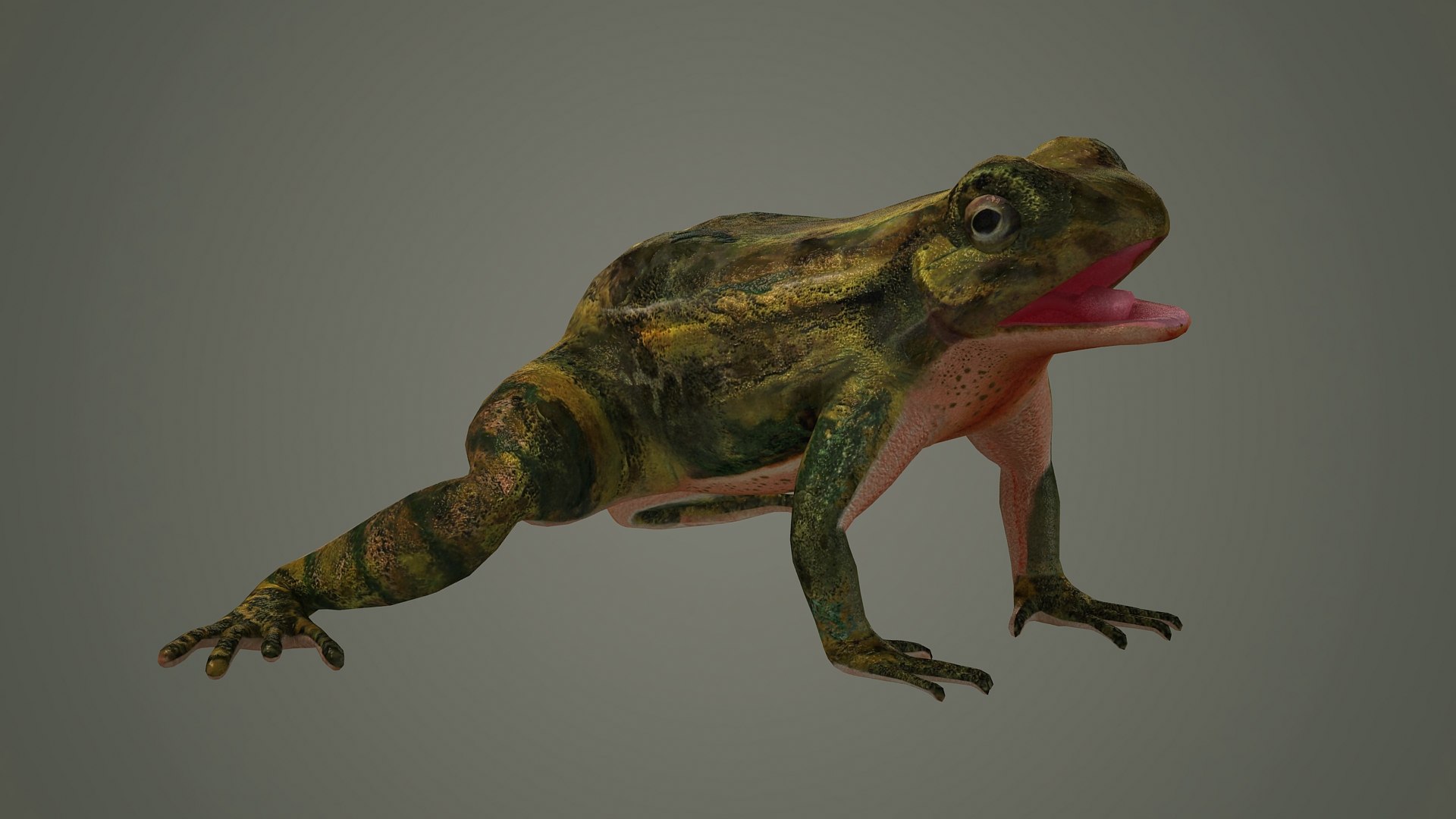 3D Model Nature Animal Amphibians Frog Tree Frog - TurboSquid 2229448