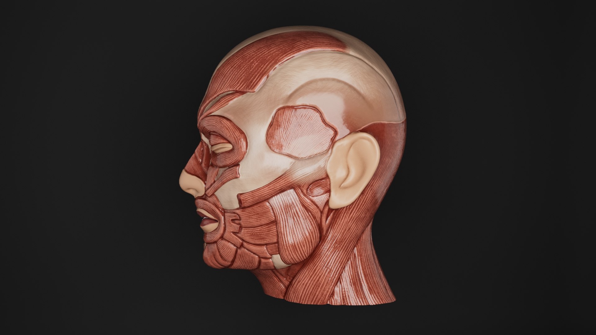 3D Human Anatomy-Muscular System-Head Left Lateral Superficial View ...
