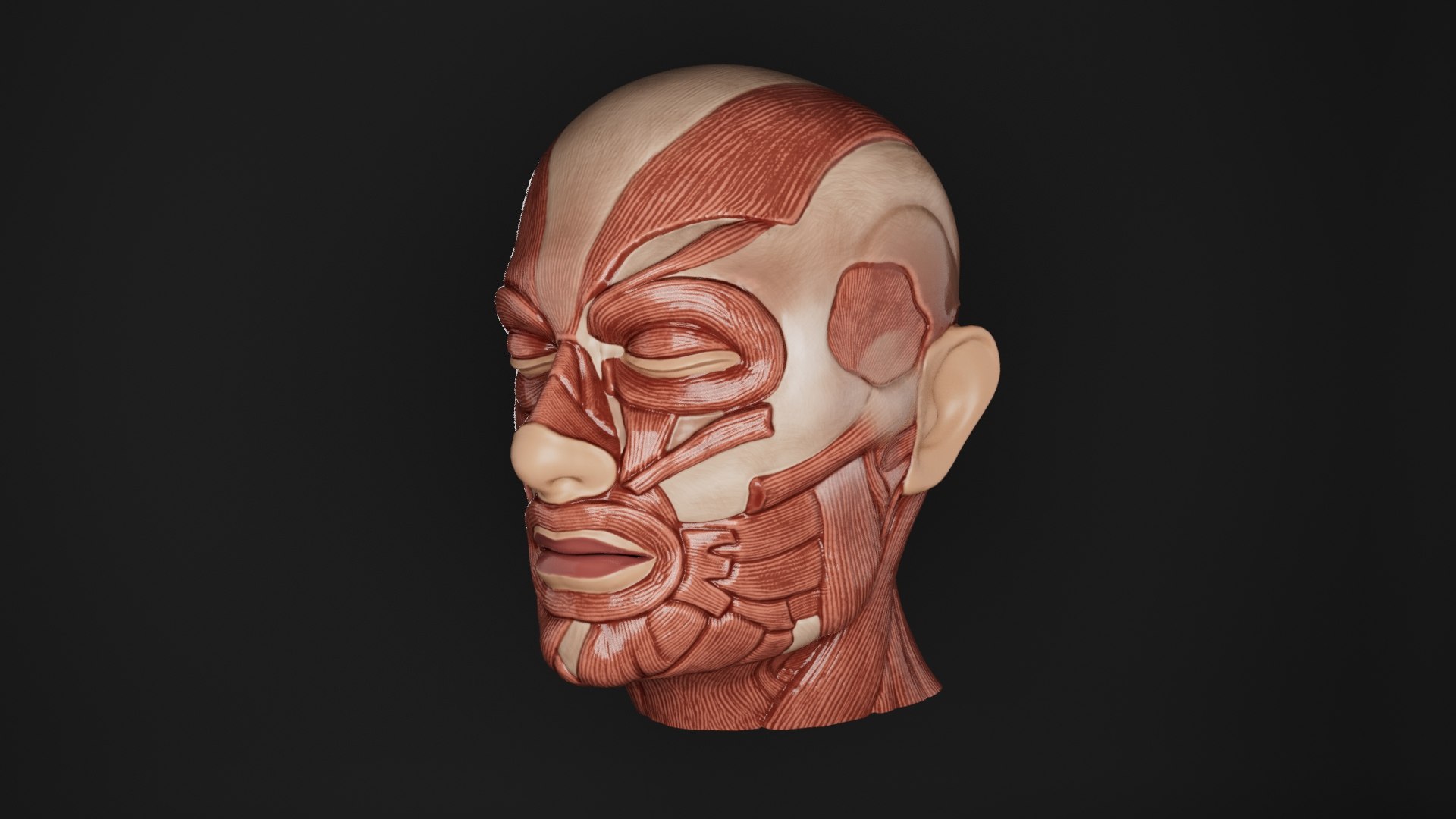 3D Human Anatomy-Muscular System-Head Left Lateral Superficial View ...