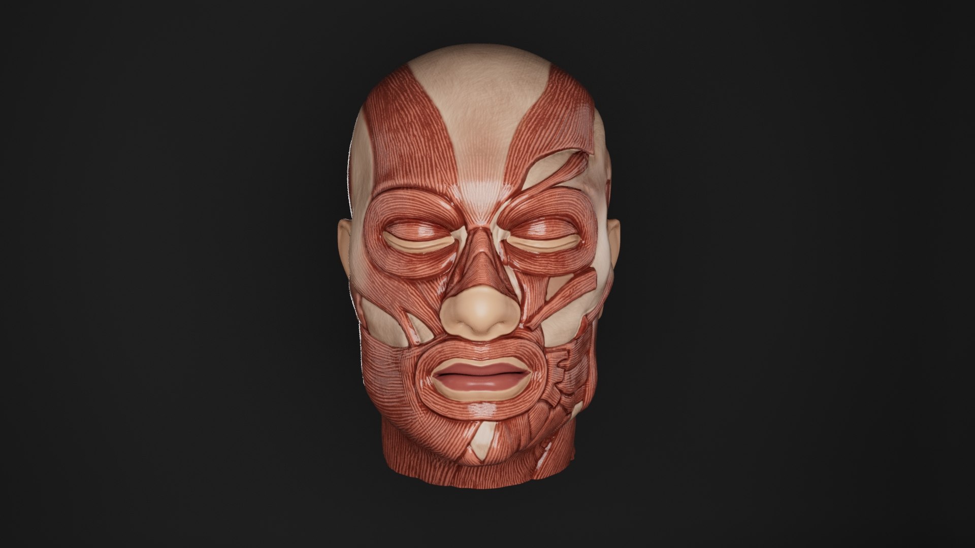 3D Human Anatomy-Muscular System-Head Left Lateral Superficial View ...