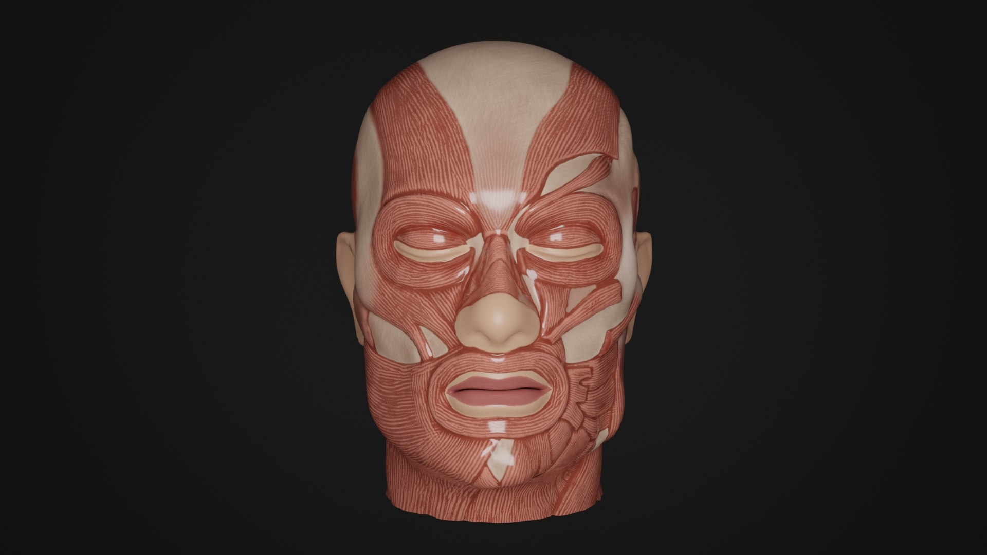 3D Human Anatomy-Muscular System-Head Left Lateral Superficial View ...