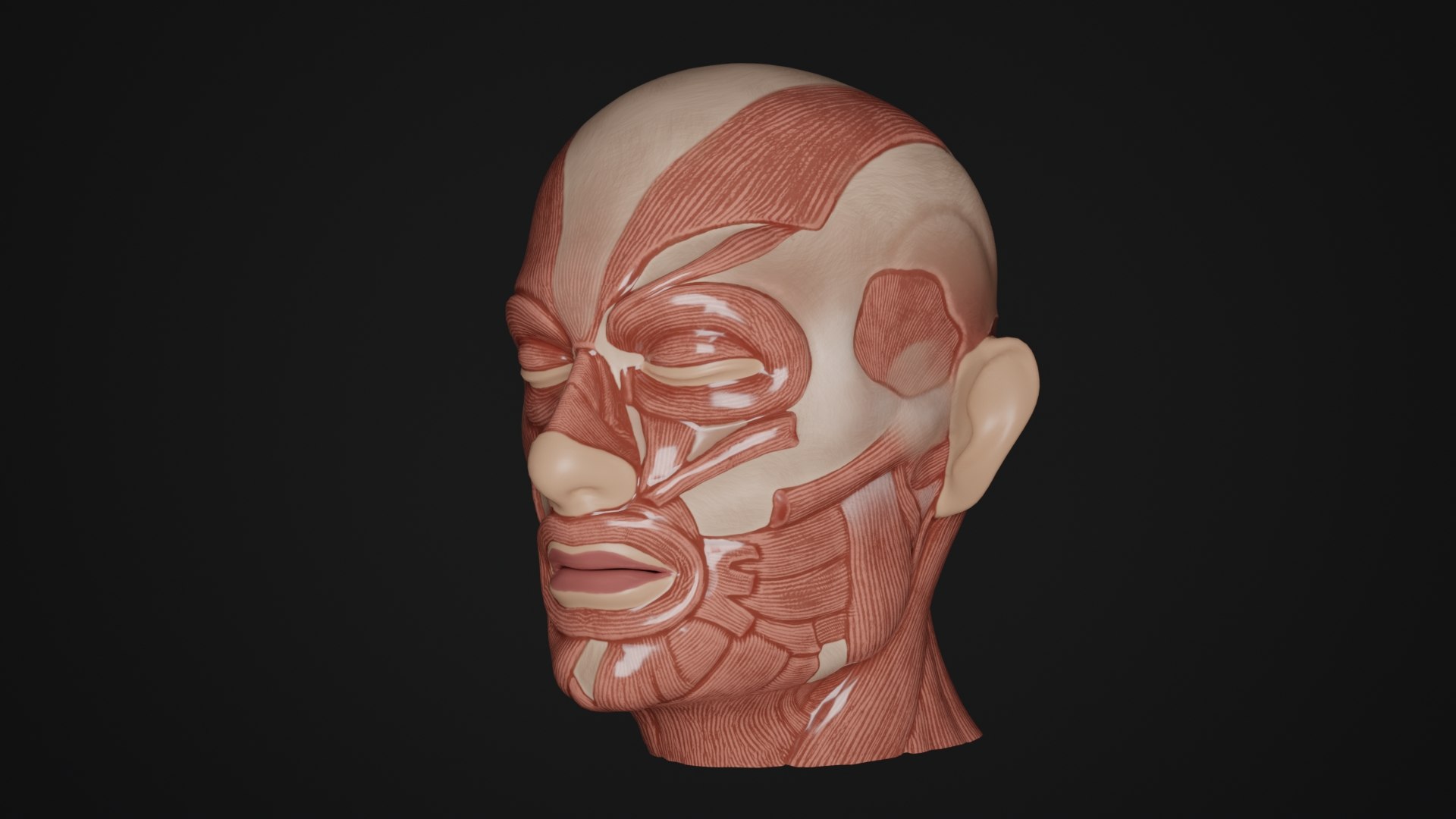 3D Human Anatomy-Muscular System-Head Left Lateral Superficial View ...