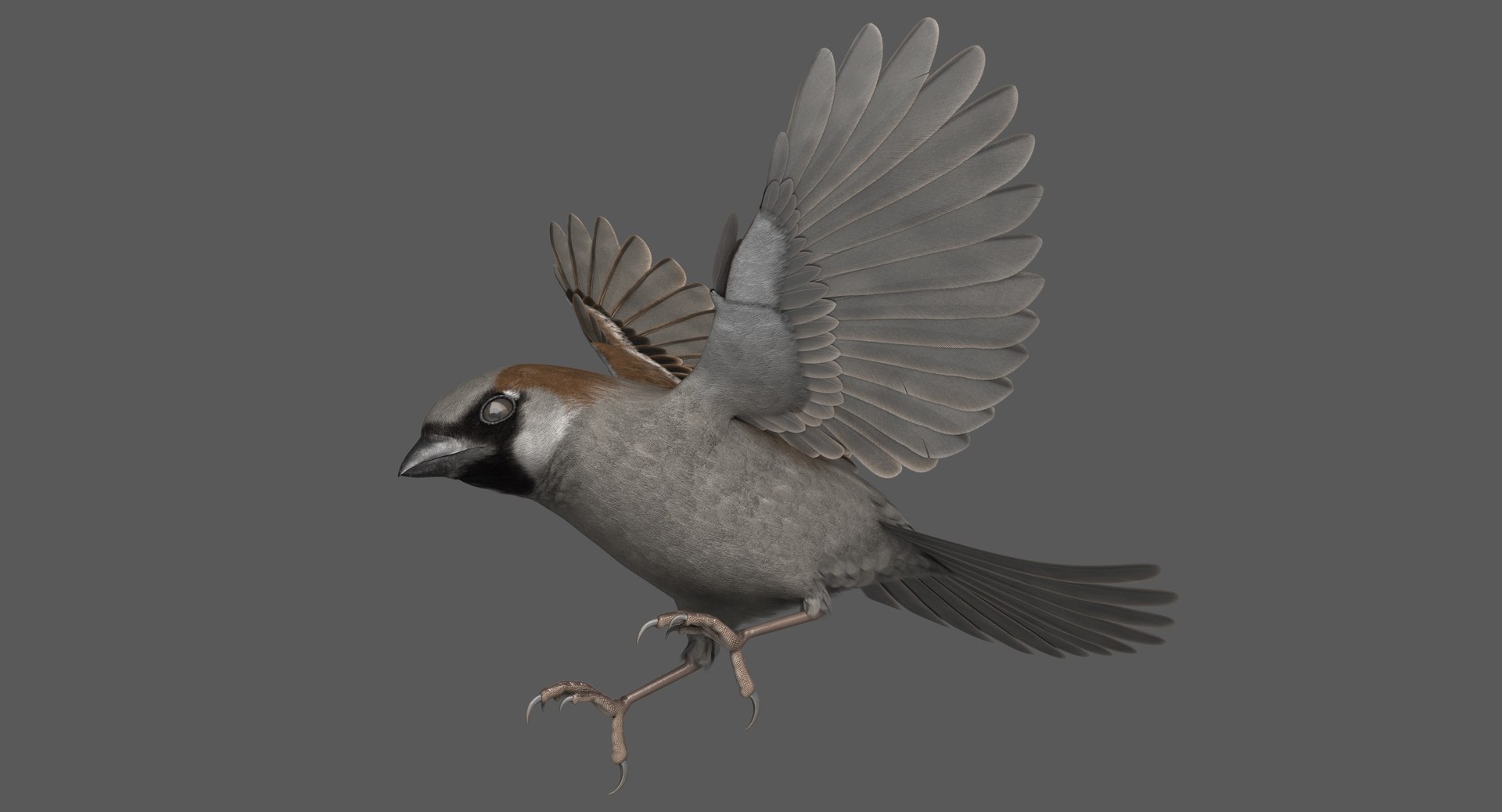 3D rigged house sparrow - TurboSquid 1381189