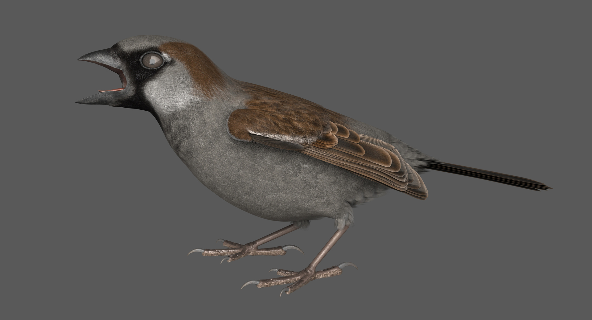 3D rigged house sparrow - TurboSquid 1381189