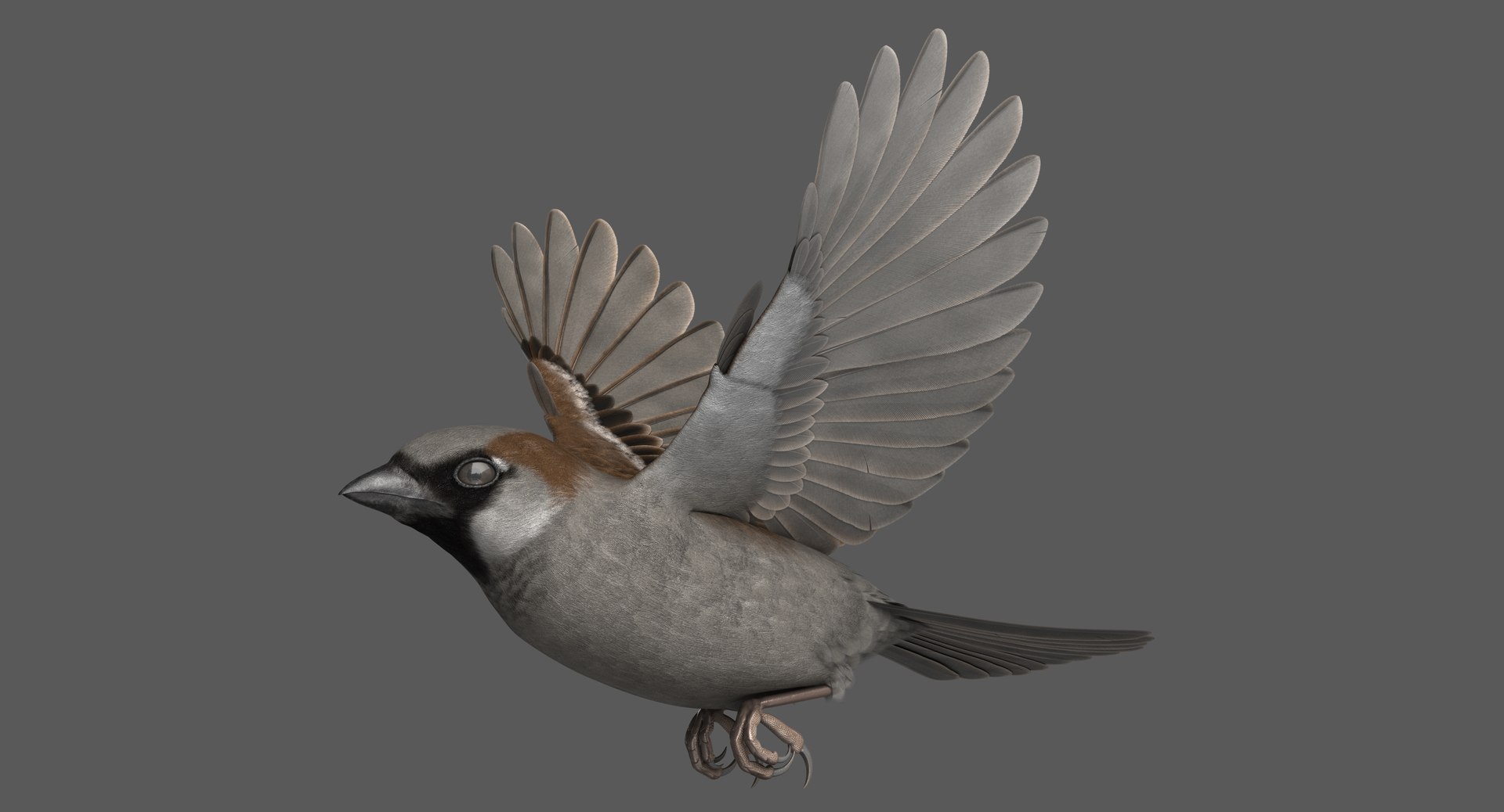 3D rigged house sparrow - TurboSquid 1381189