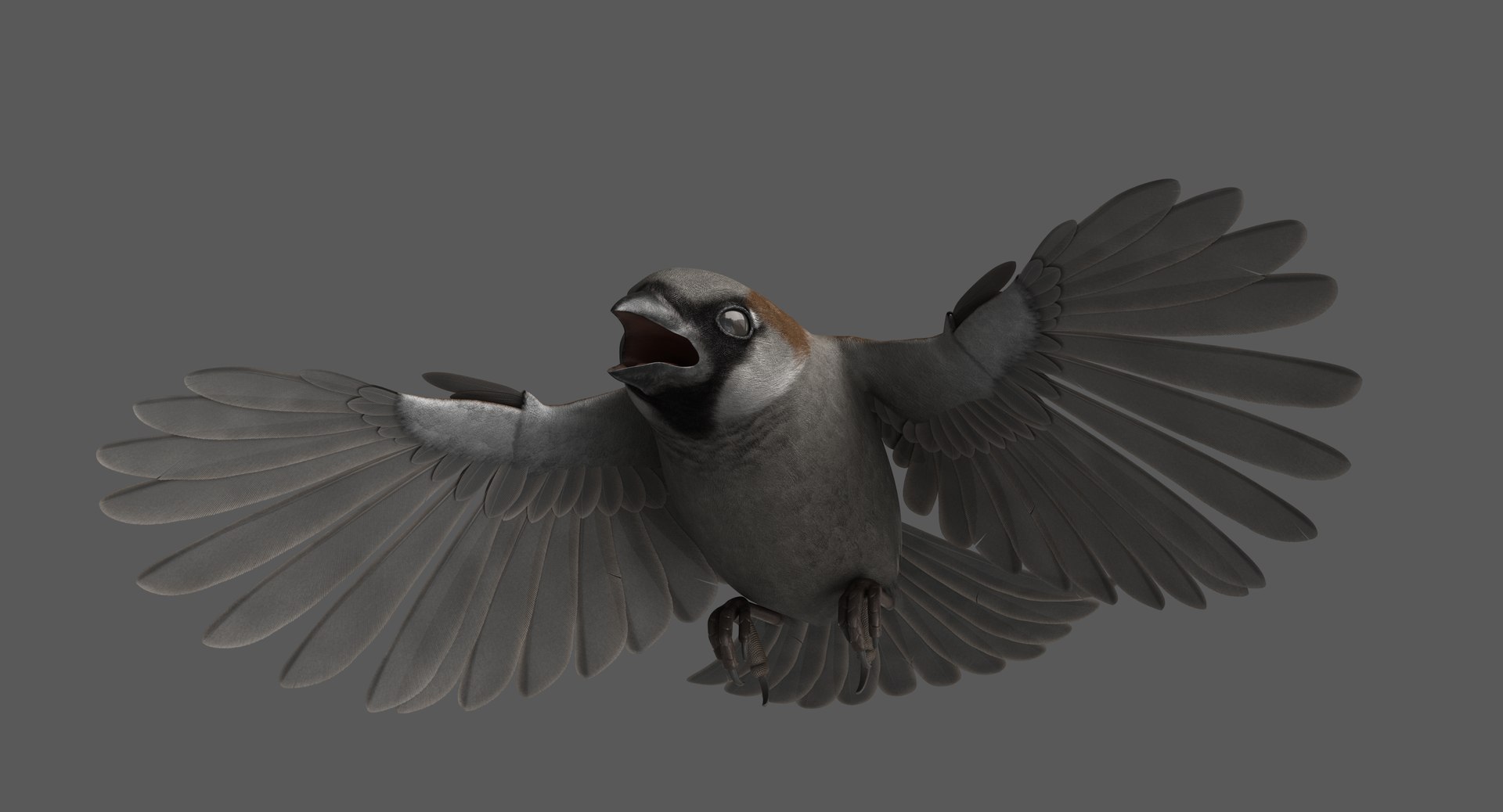 3D rigged house sparrow - TurboSquid 1381189