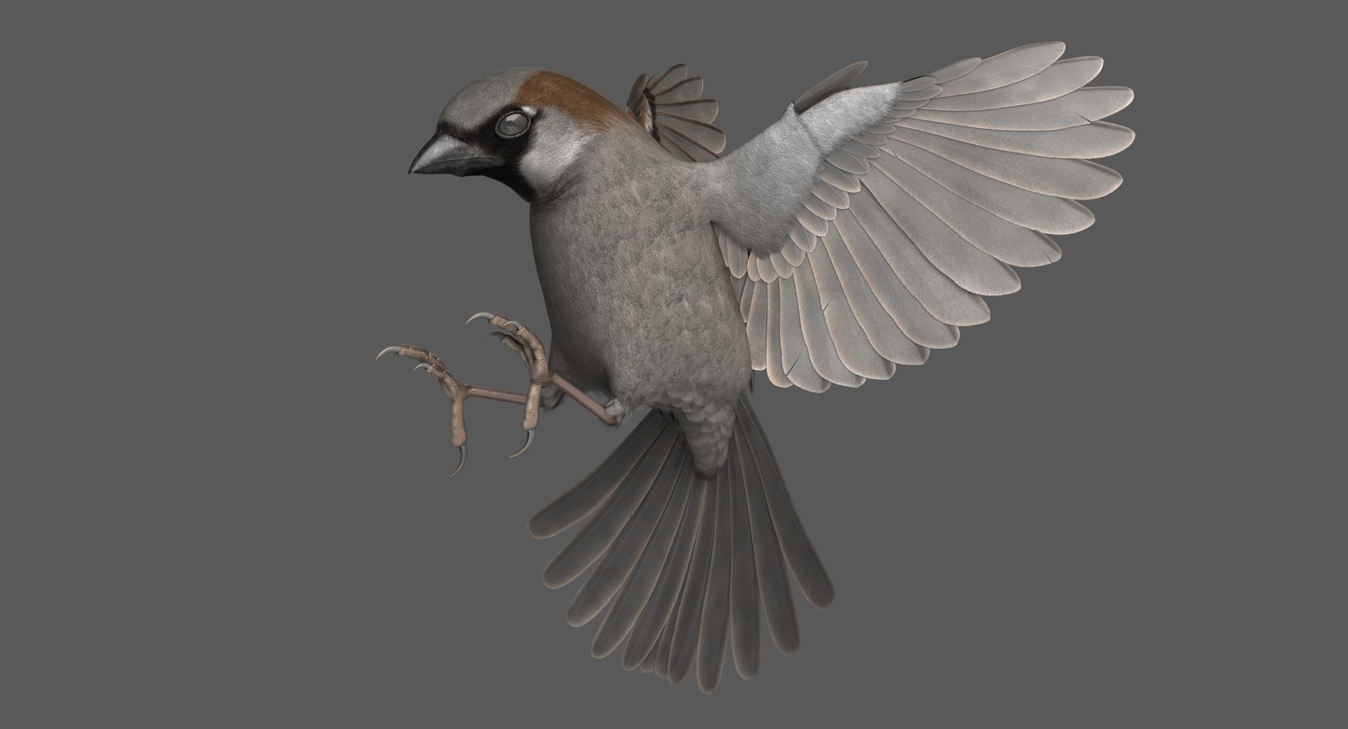 3D Rigged House Sparrow - TurboSquid 1381189
