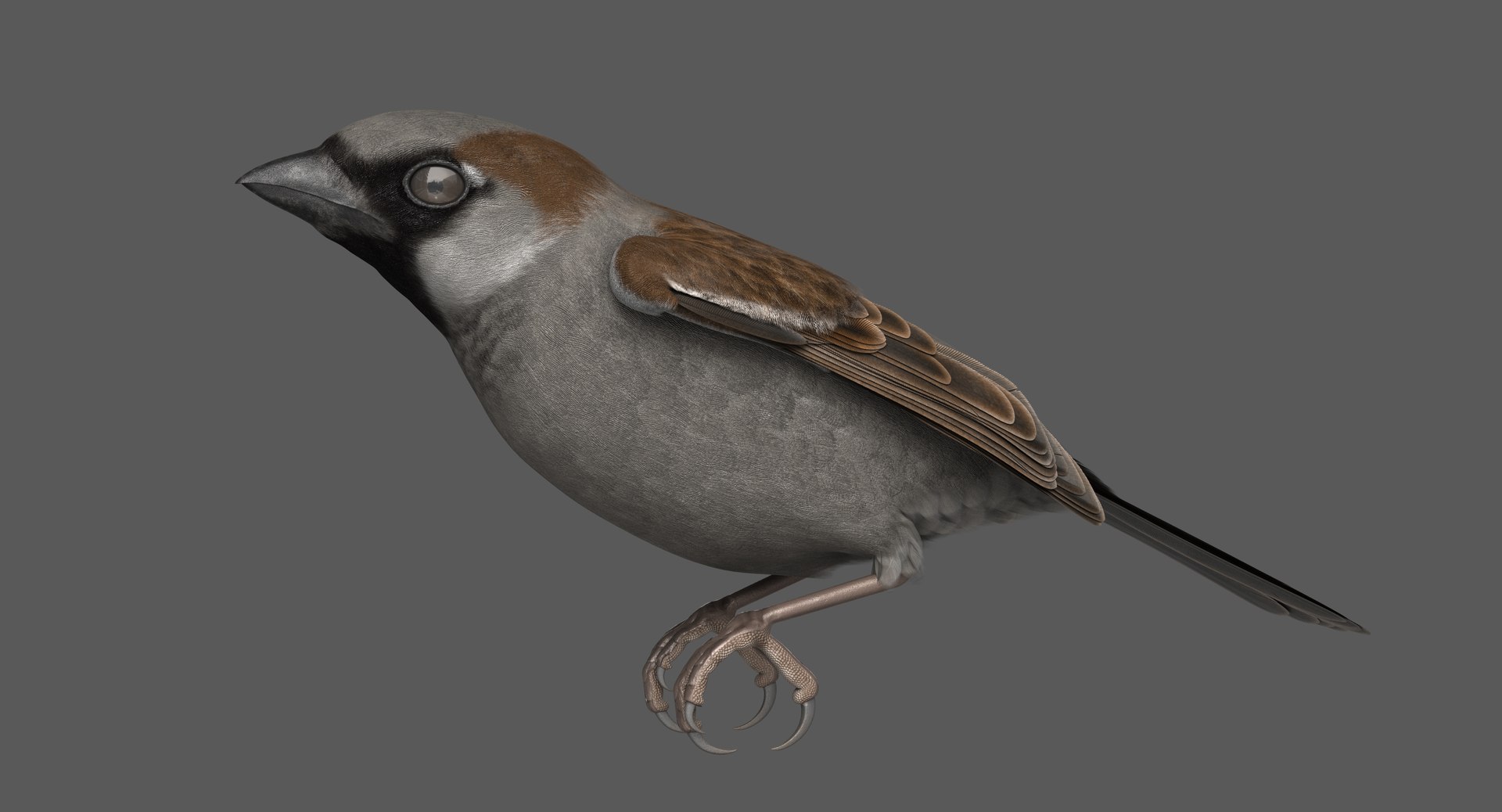 3D rigged house sparrow - TurboSquid 1381189