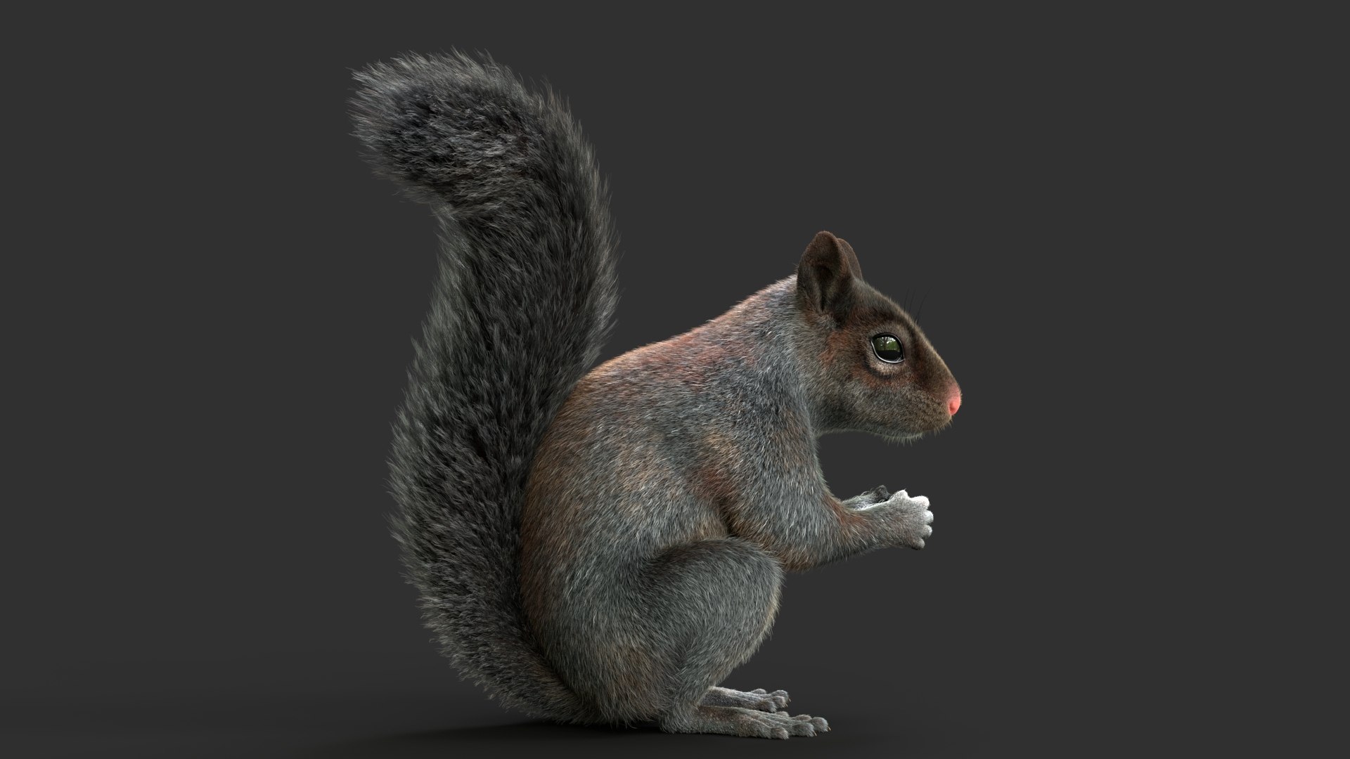 Gray Squirrel Xgen Rigged 3D Model - TurboSquid 2423172