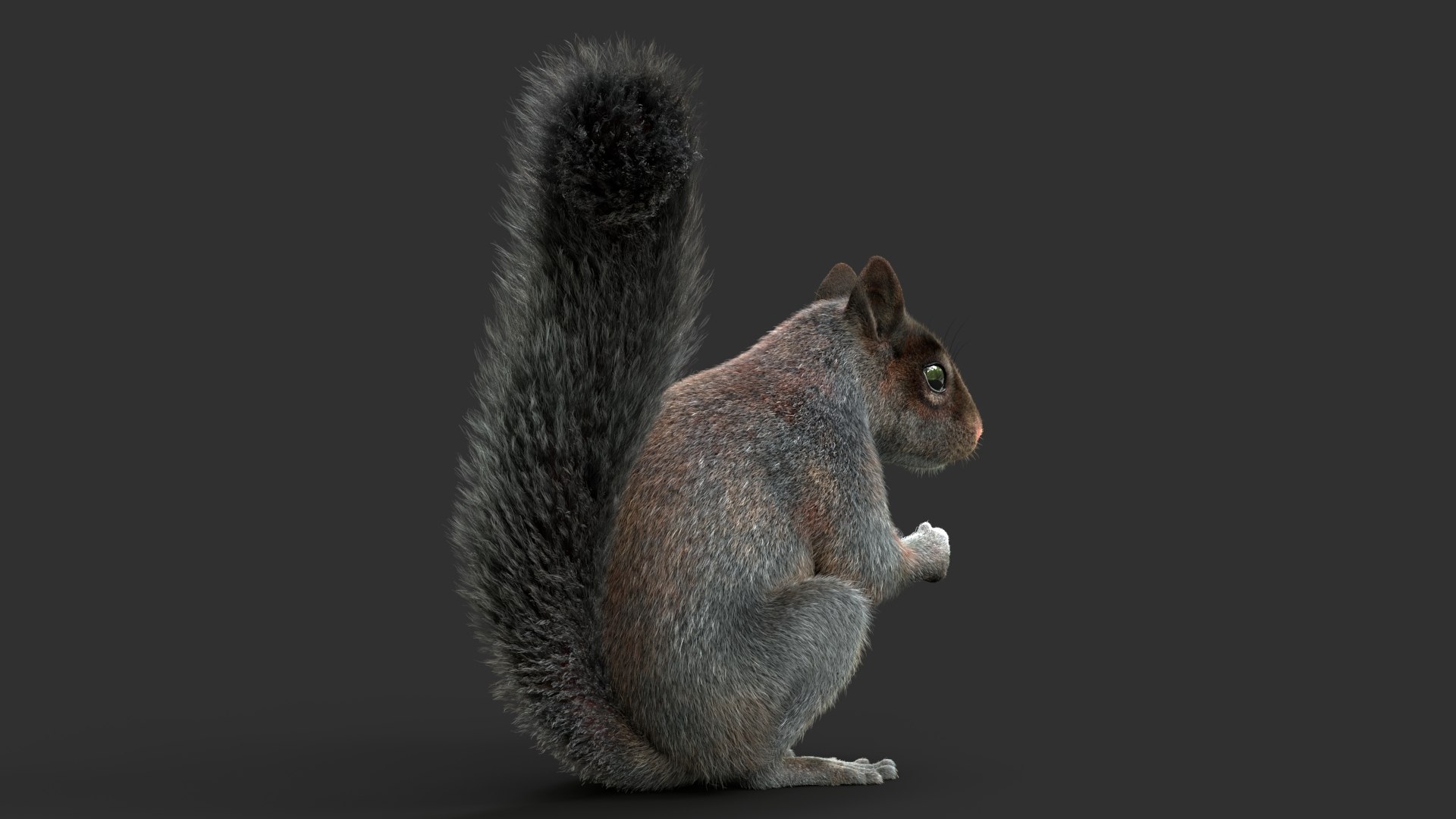 Gray Squirrel Xgen Rigged 3D Model - TurboSquid 2423172