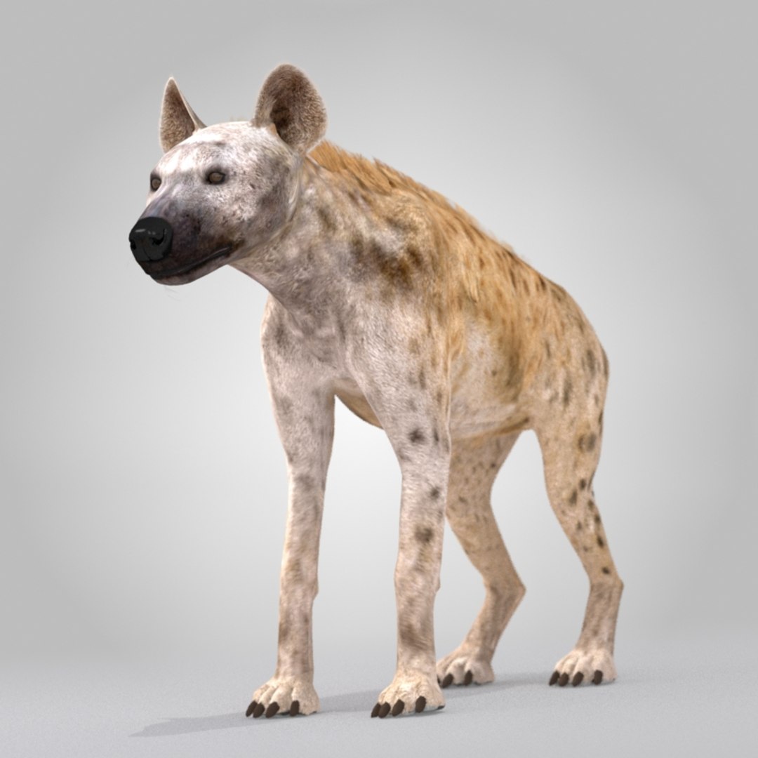 Spotted Hyena 3d Max