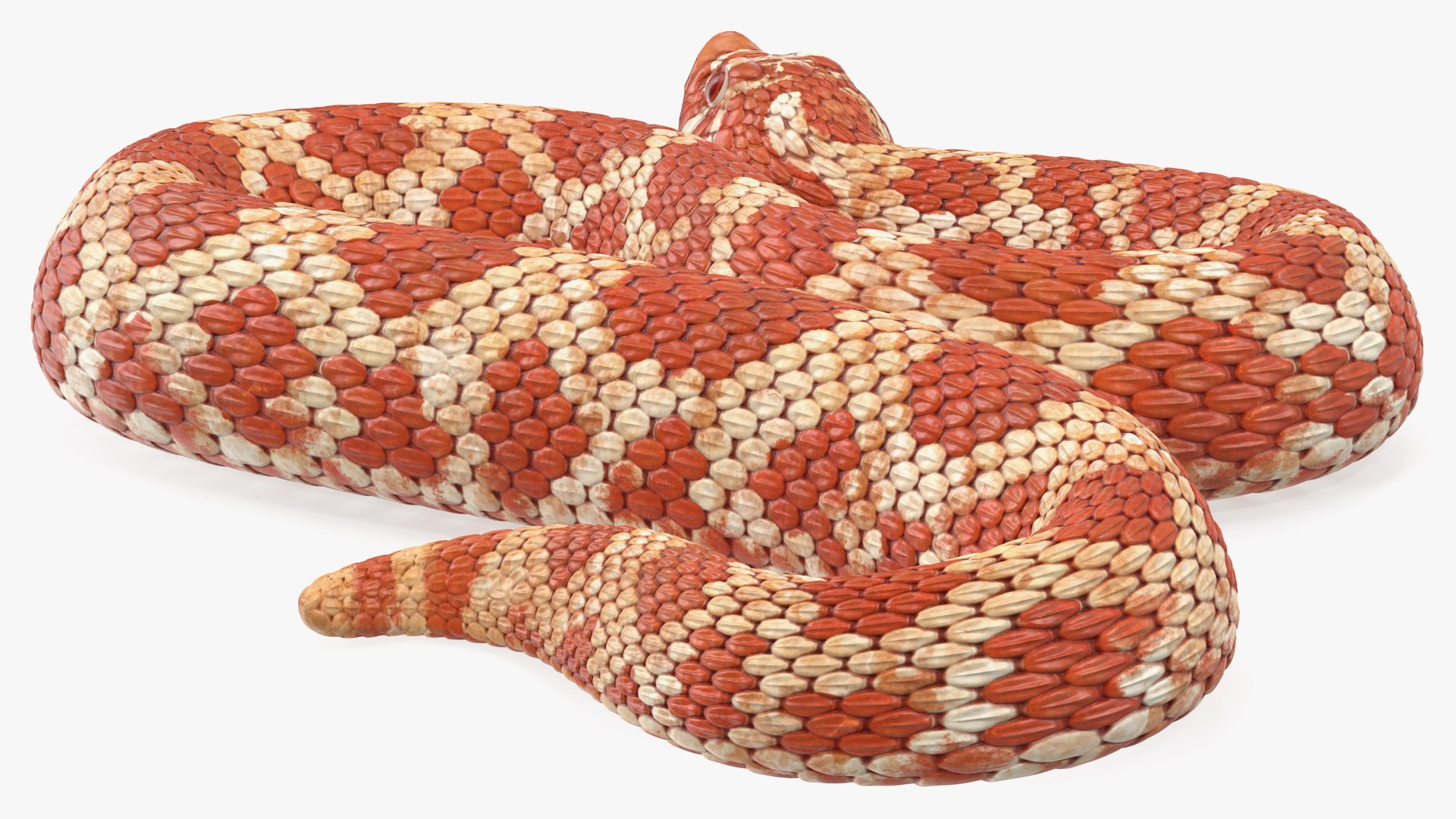 Albino hognose snake rigged 3D - TurboSquid 1500706